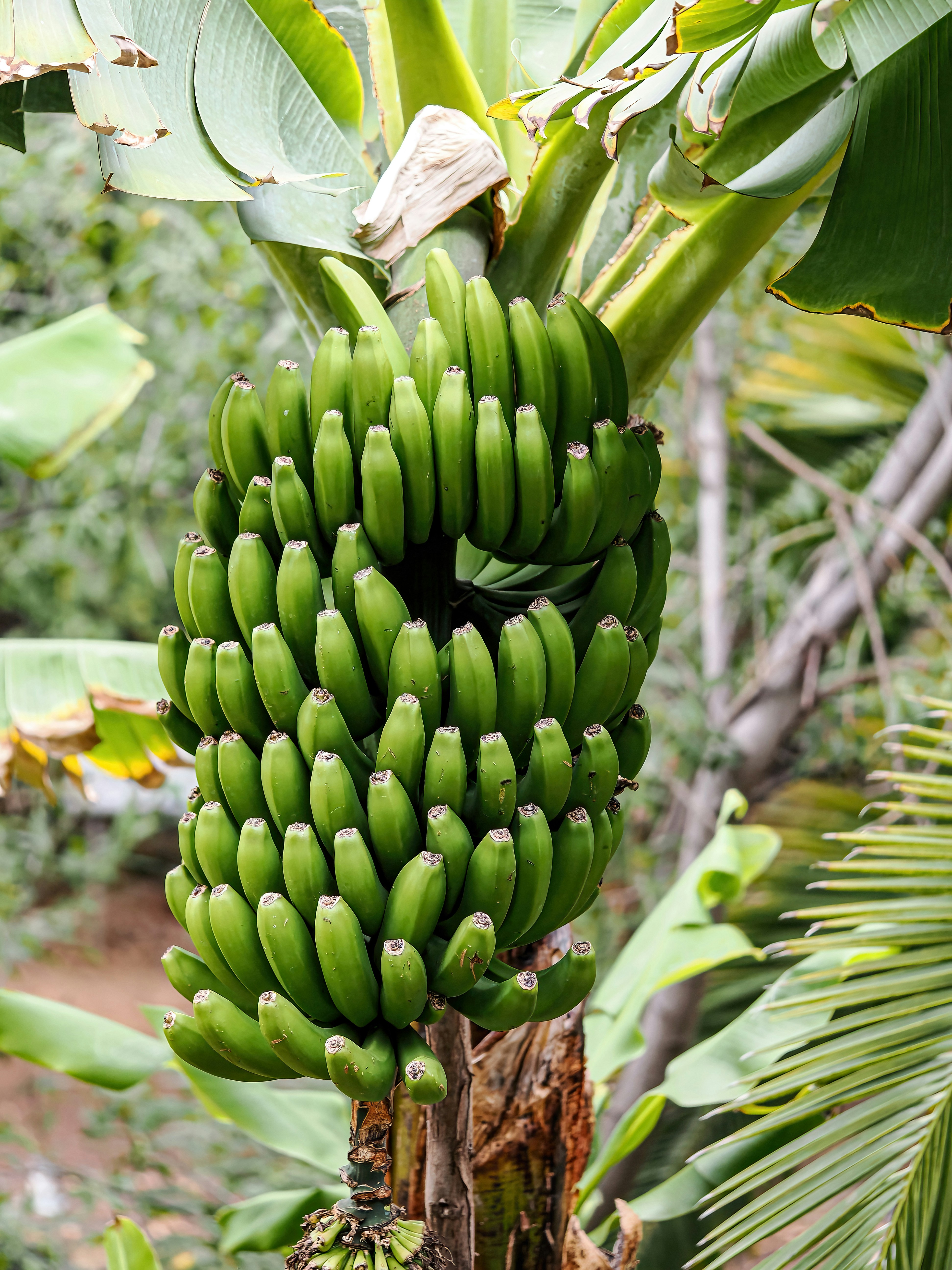 Banana Cascade: A Dense Cluster of Green Fruit in a Banana Tree