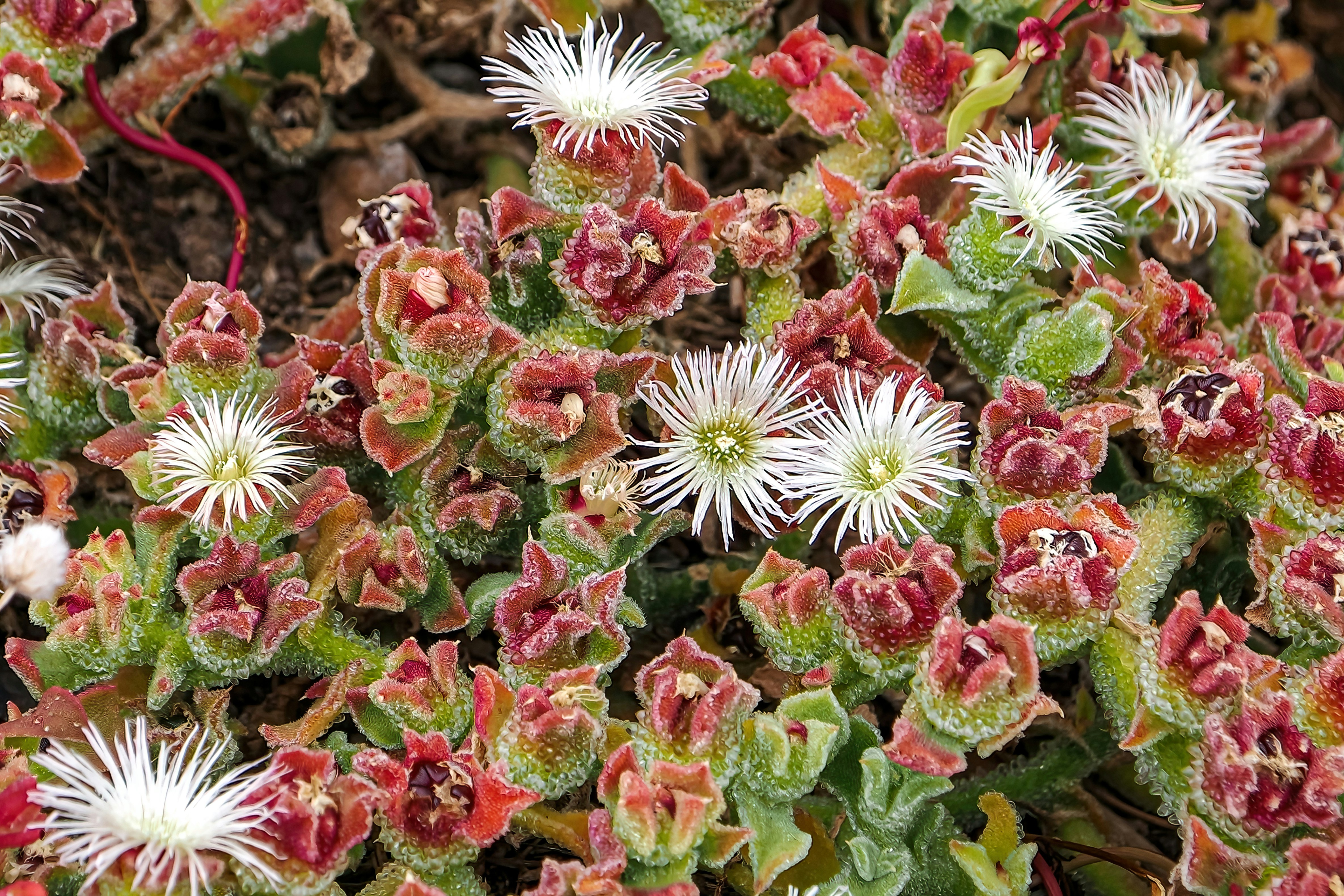 Dew-kissed Sedum Blossoms: Snowy Tufts in a Carpet of Green