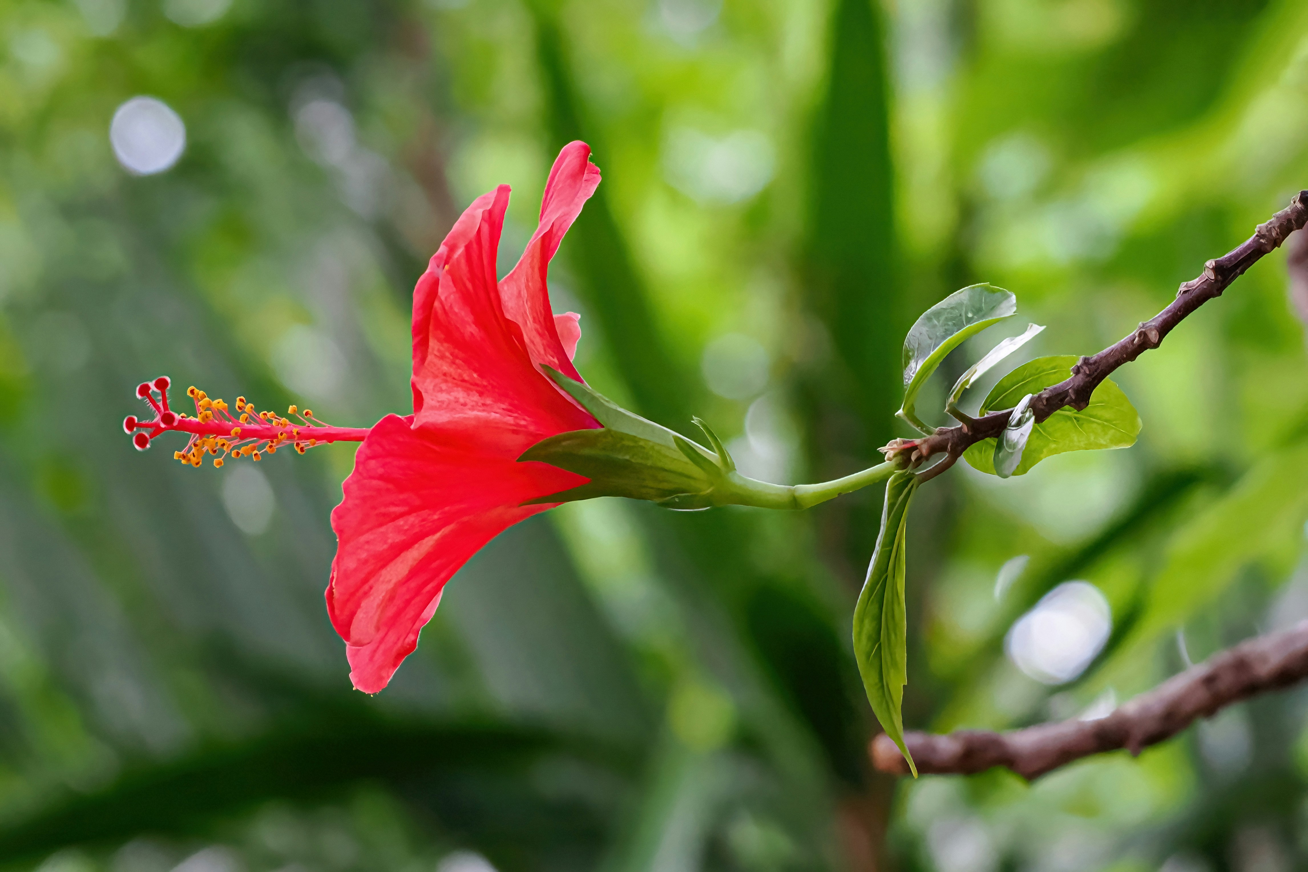 Scarlet Hibiscus in Sharp Focus Against Lush Green Backdrop
