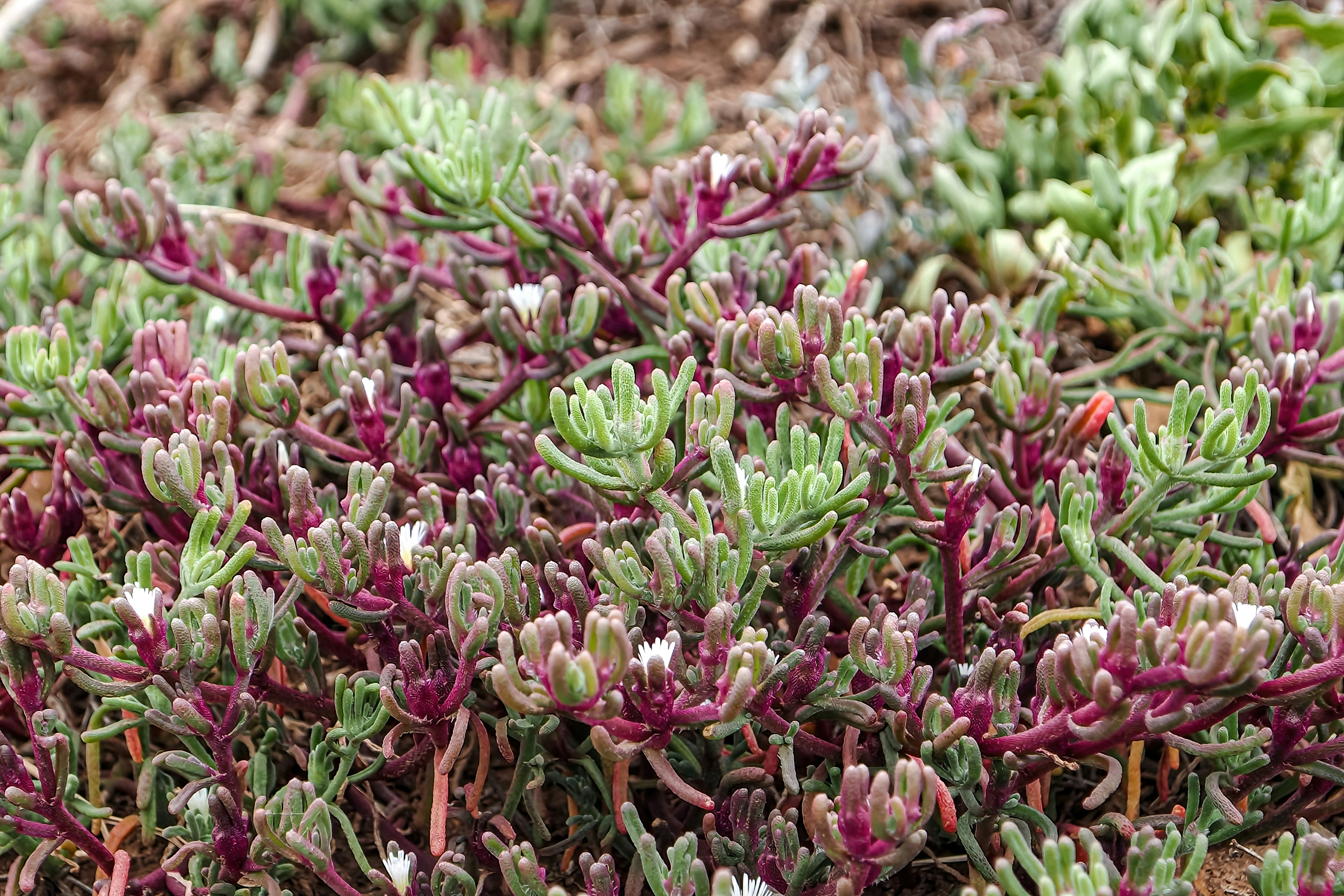 Emerald and Magenta Succulent Meadow in Spring Light