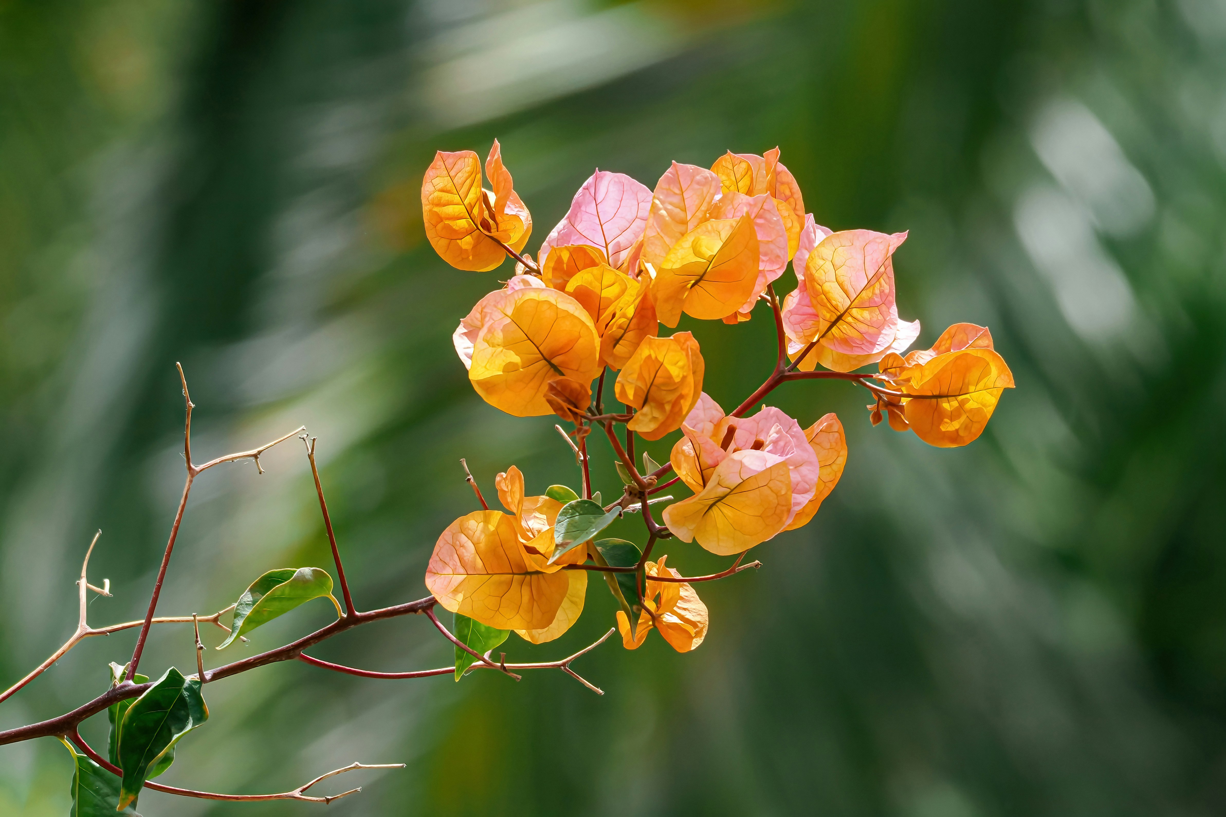 Vivid Bougainvillea Cluster in Warm Backlit Spring