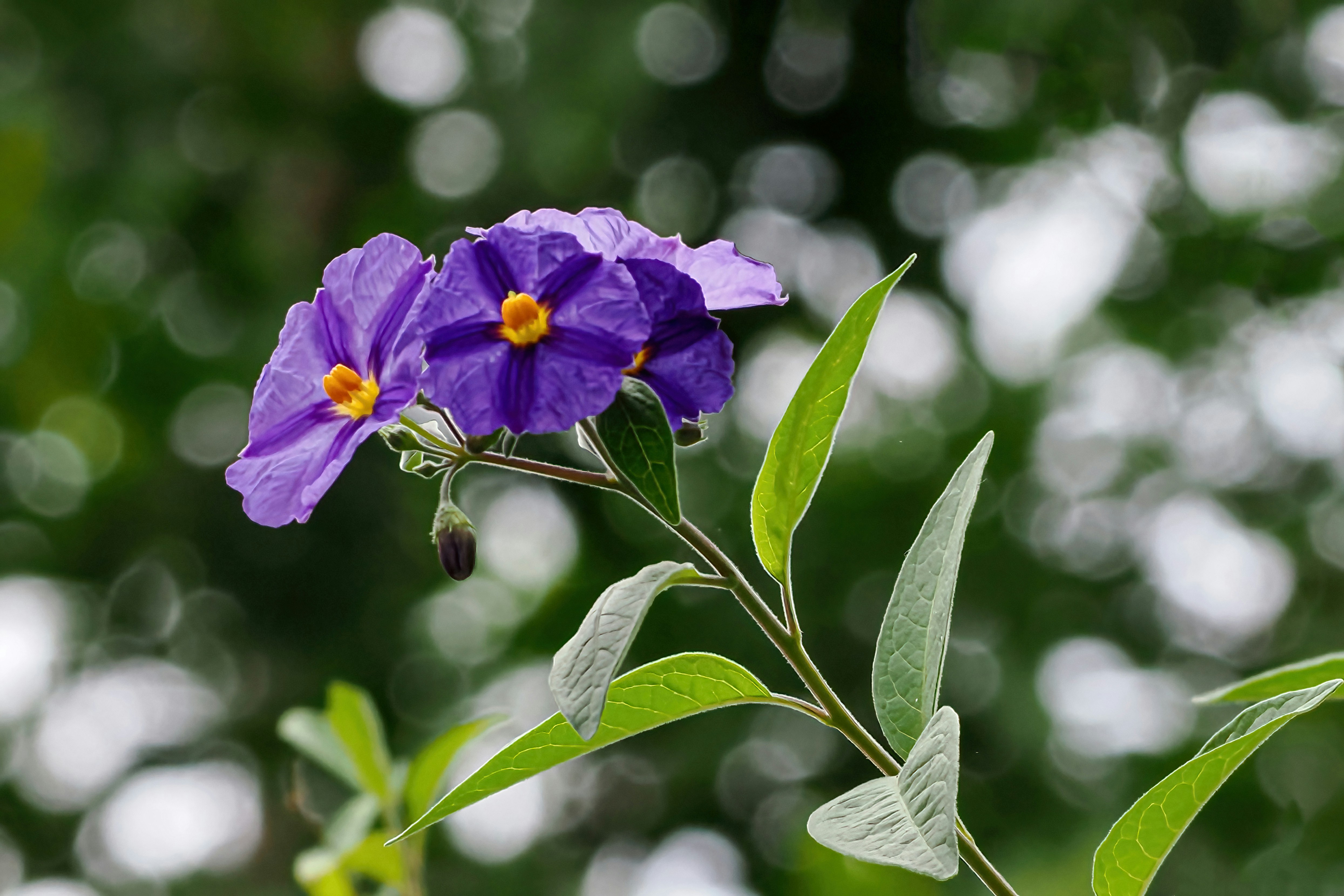 Purple blossoms against a blurred emerald backdrop