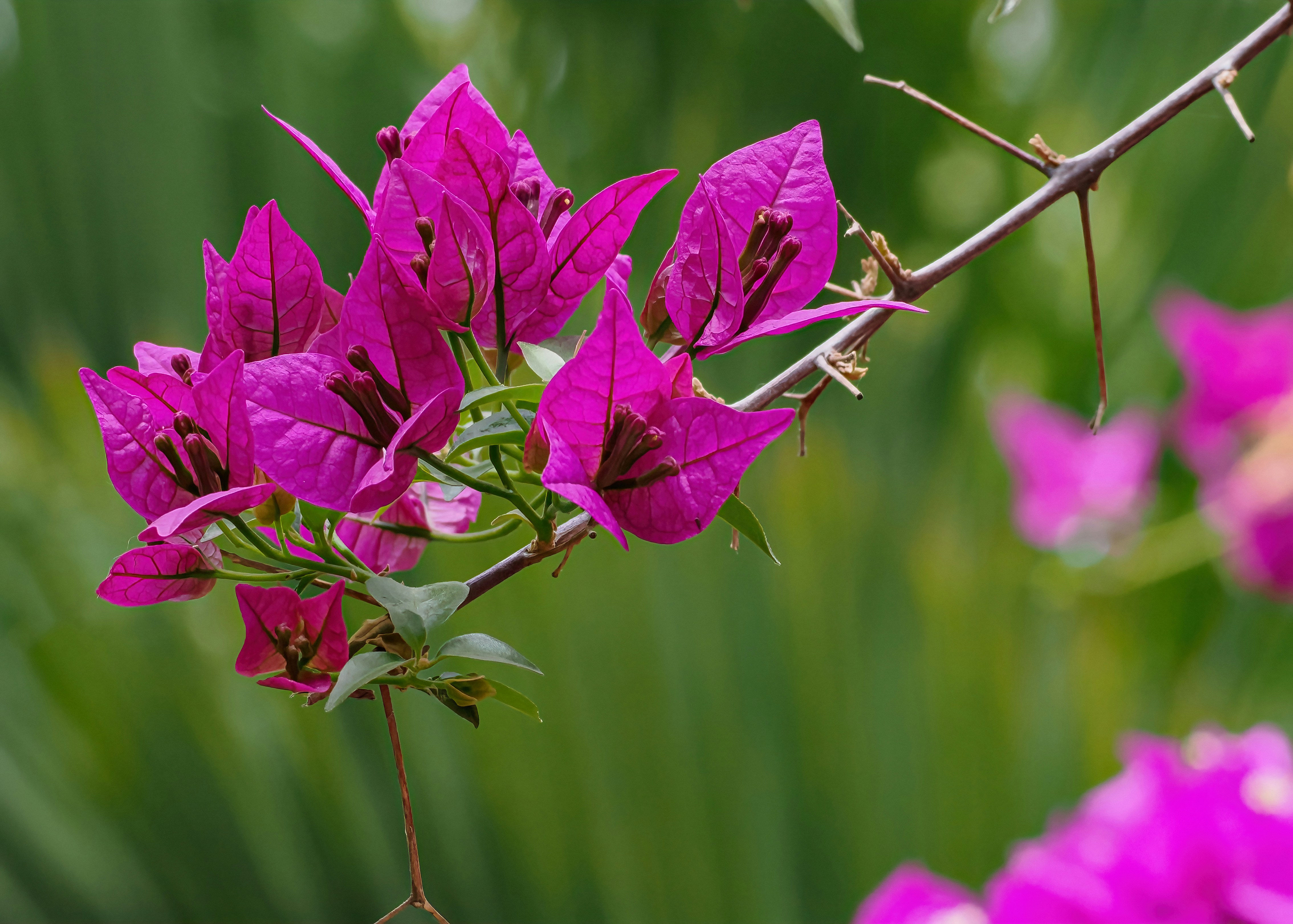 Vivid Bougainvillea Bloom Framing a Thorned Branch
