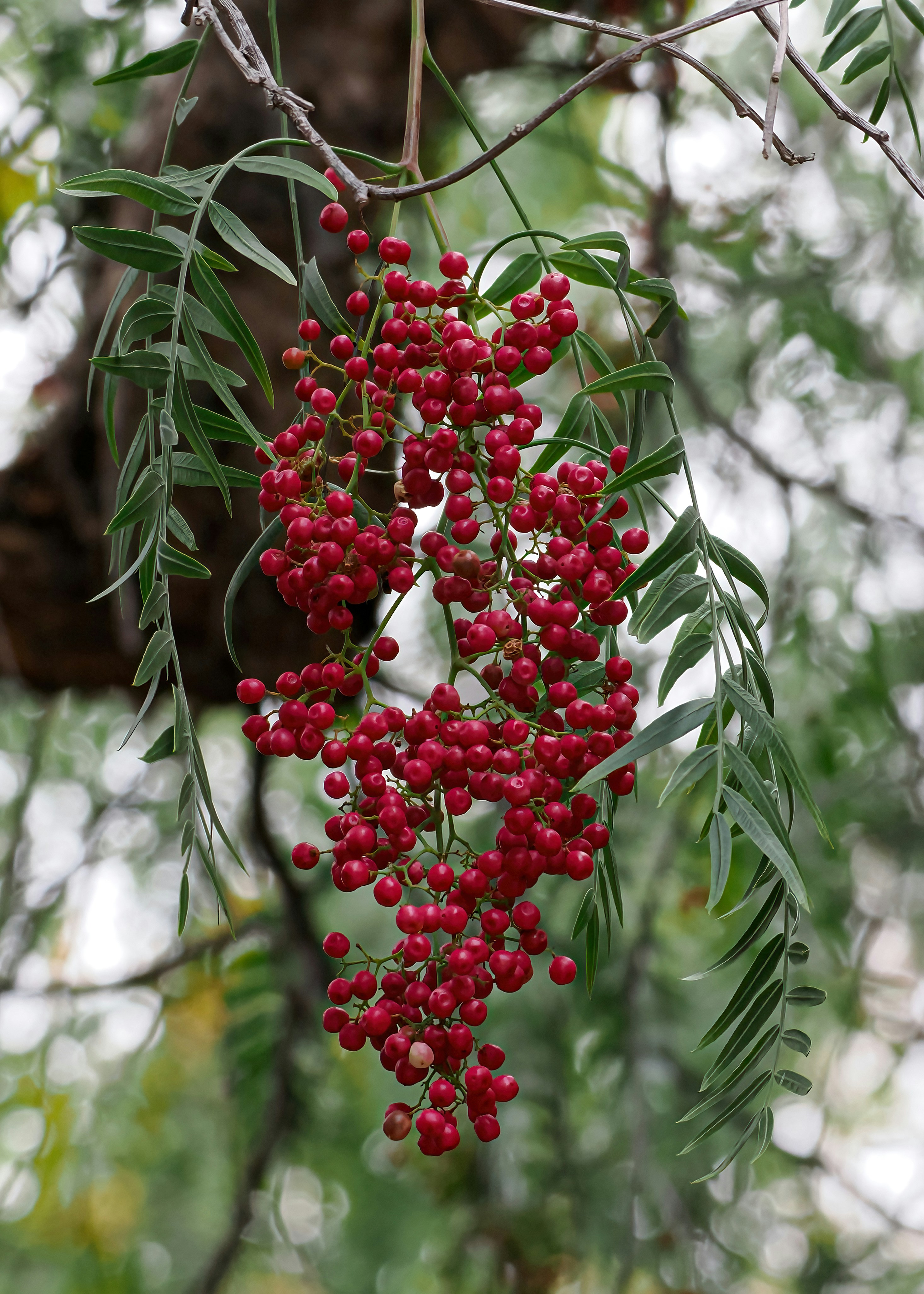 Red Berry Cascade Under Dappled Foliage