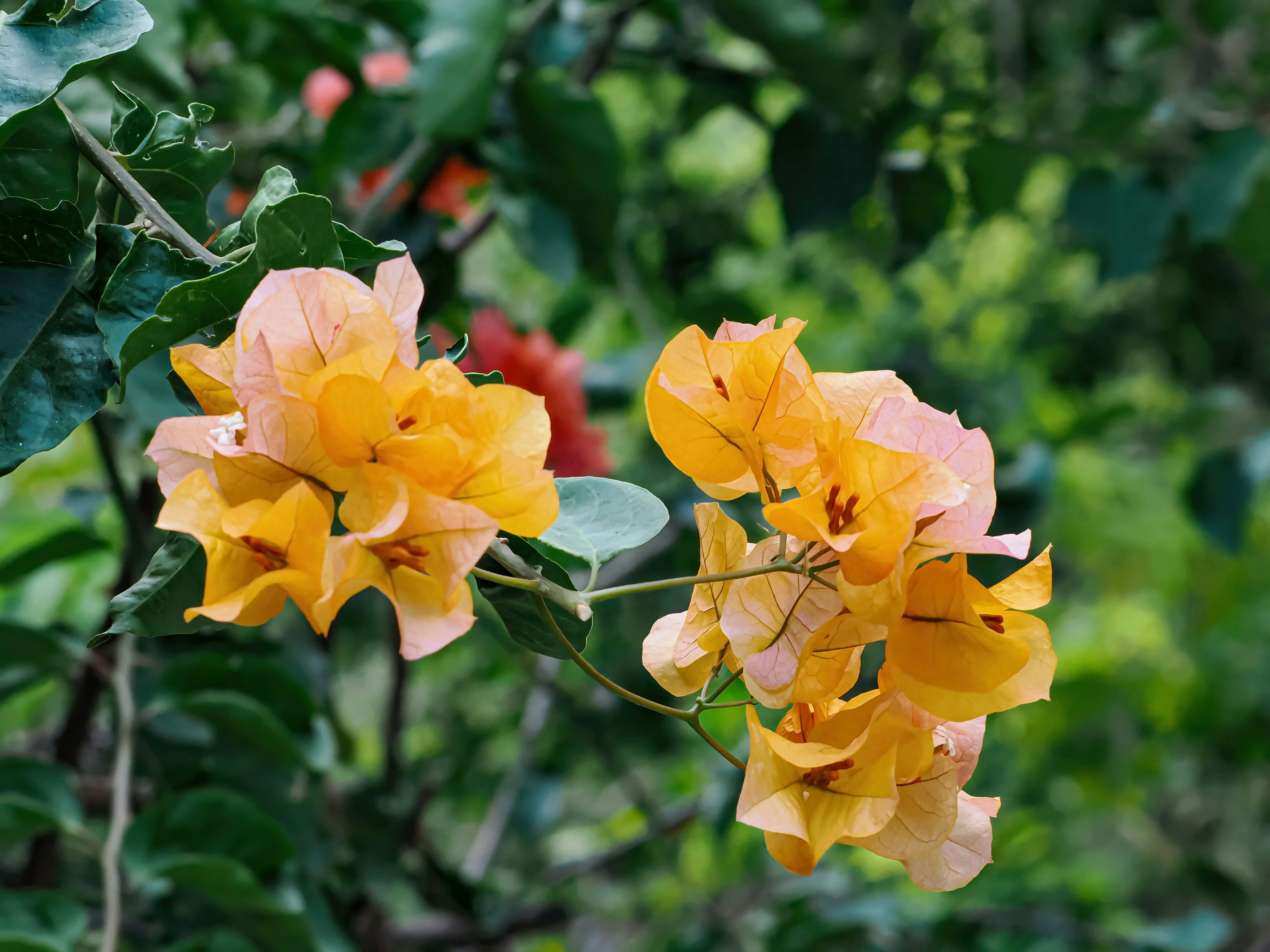 Golden Bougainvillea Cascade in a Lush Green Backdrop