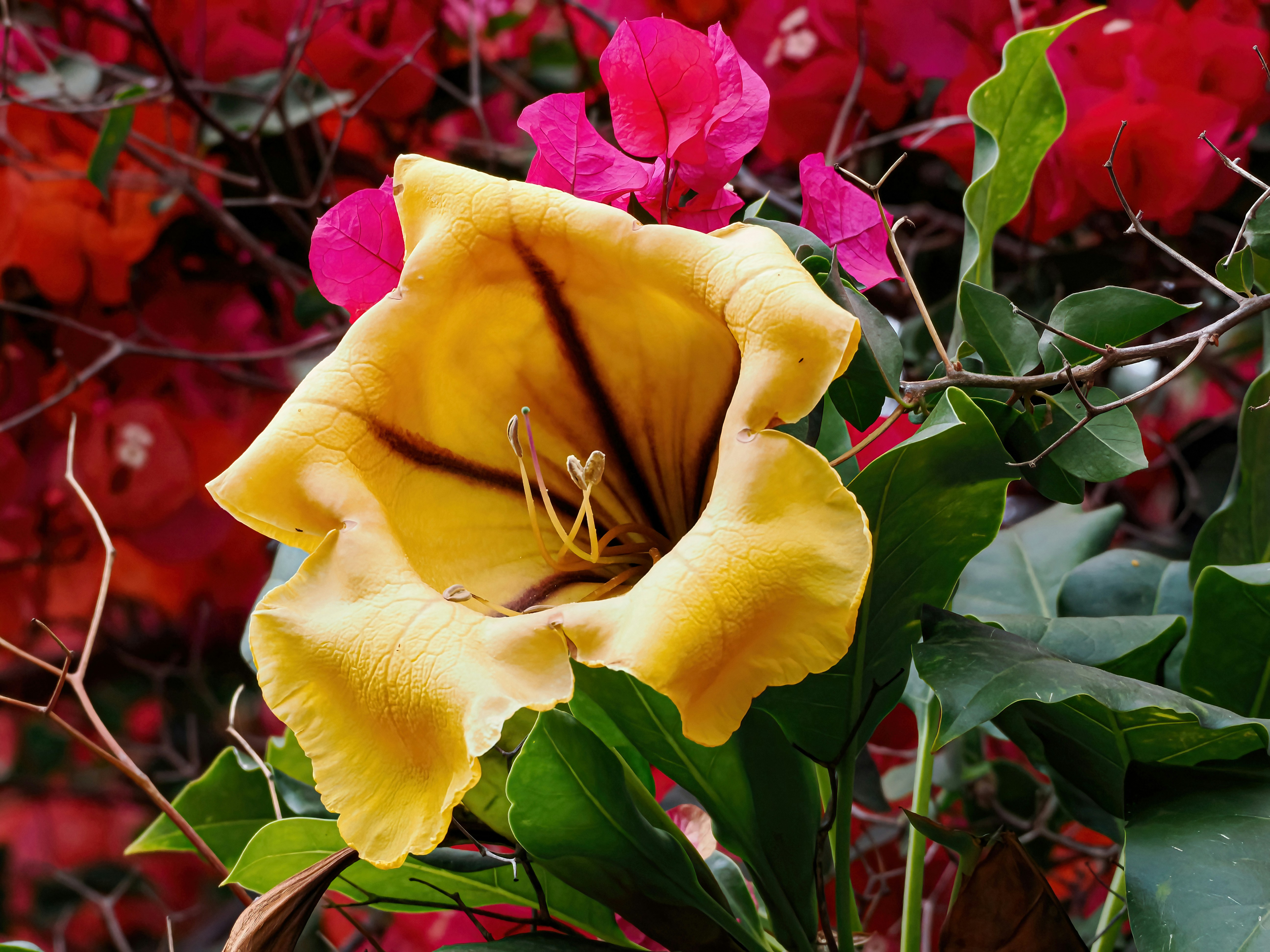 Sunlit Yellow Trumpet Blossom Framed by Crimson Bougainvillea