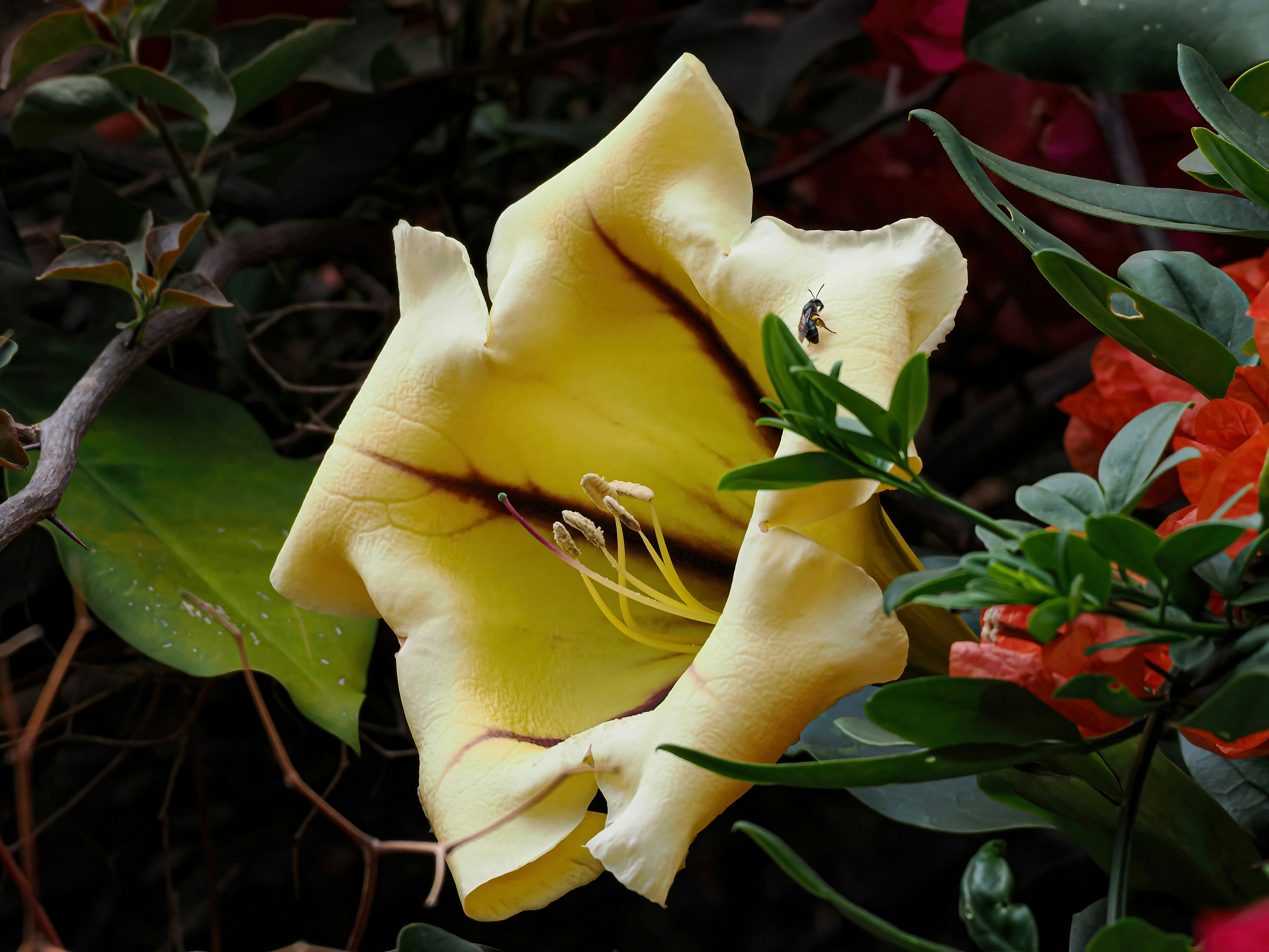Creamy trumpet blooms with hidden bee among emerald leaves