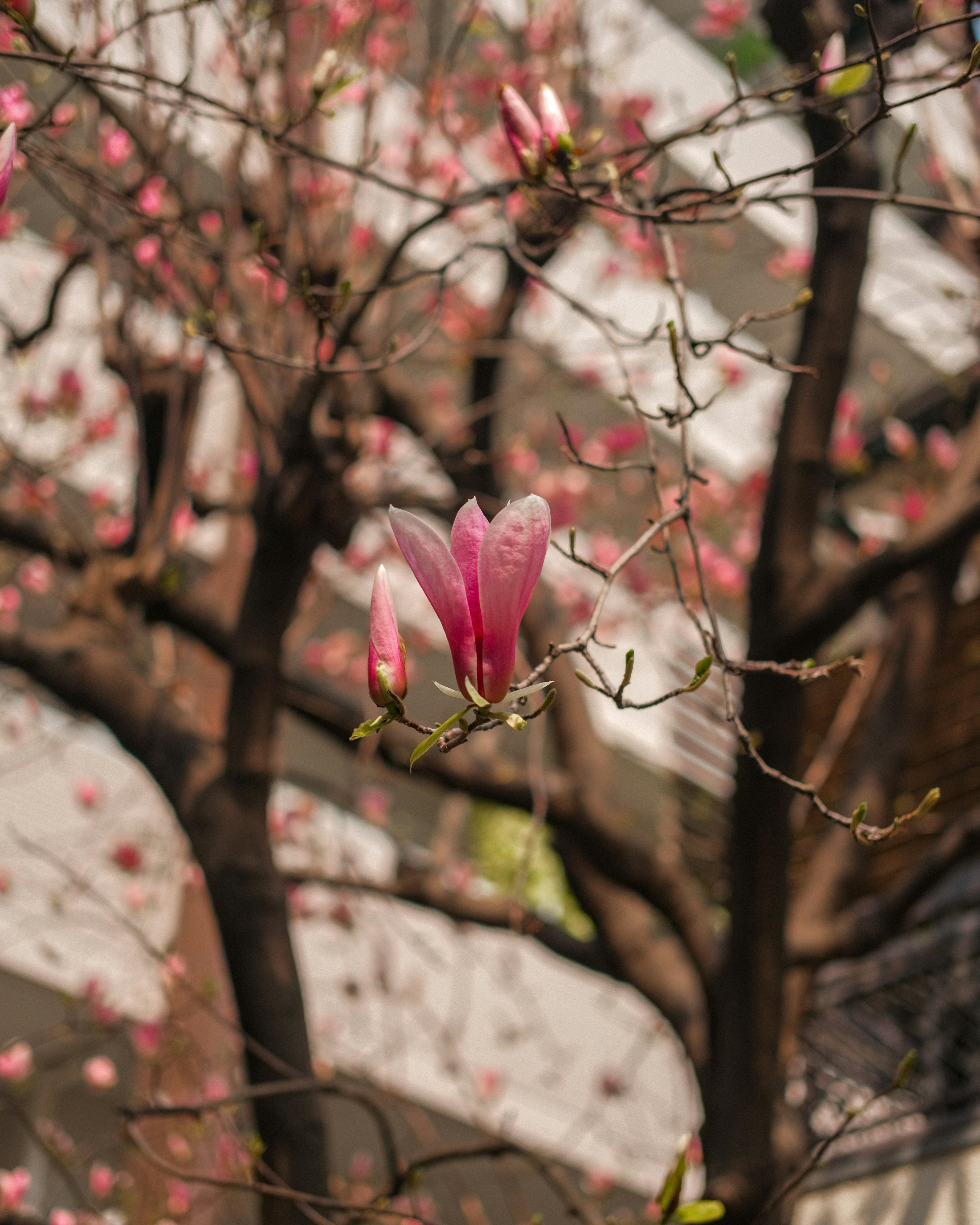 Crimson Bloom in Spring Relay