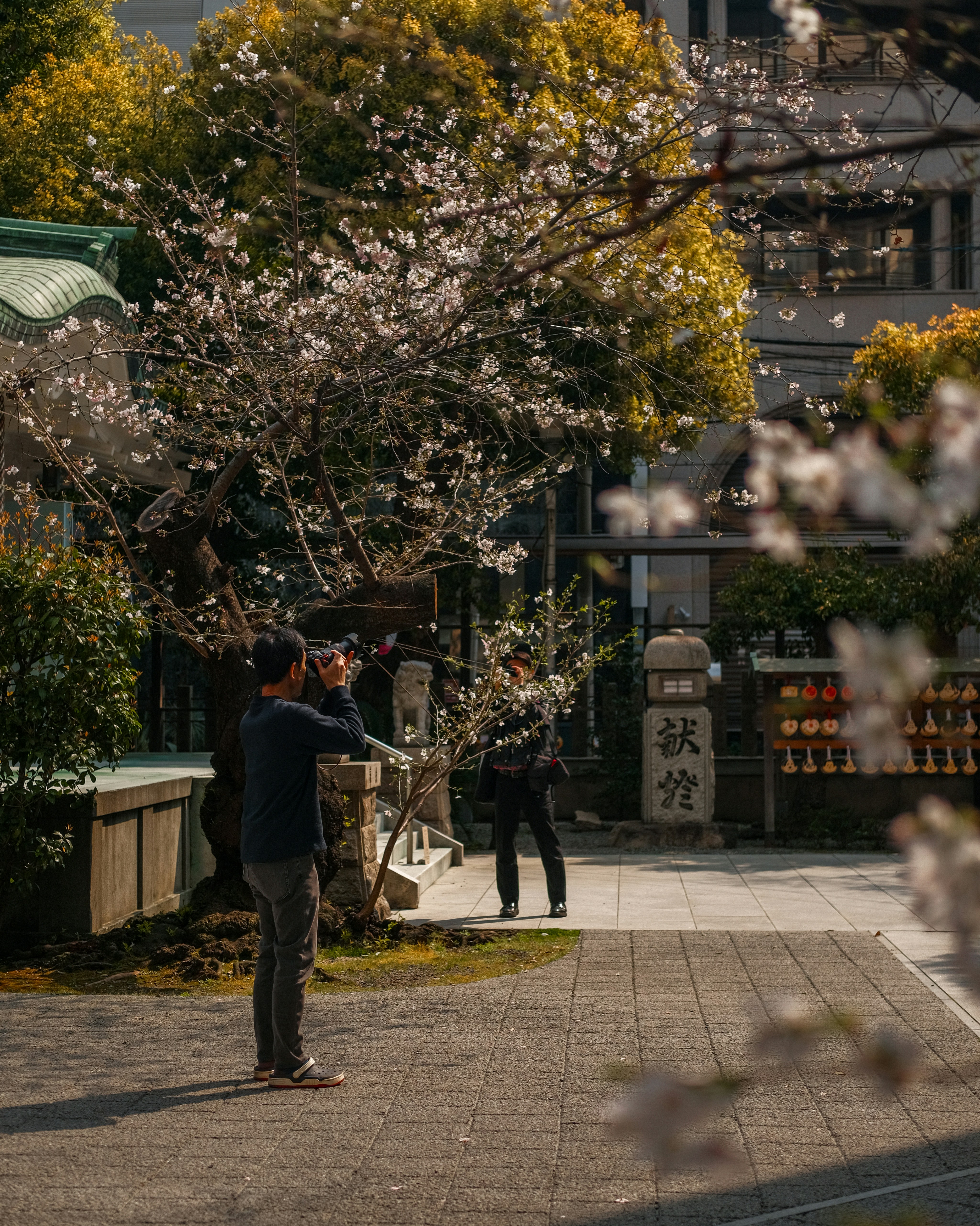 Behind the Bloom: a Photographer Targets a Cherry Blossom Moment