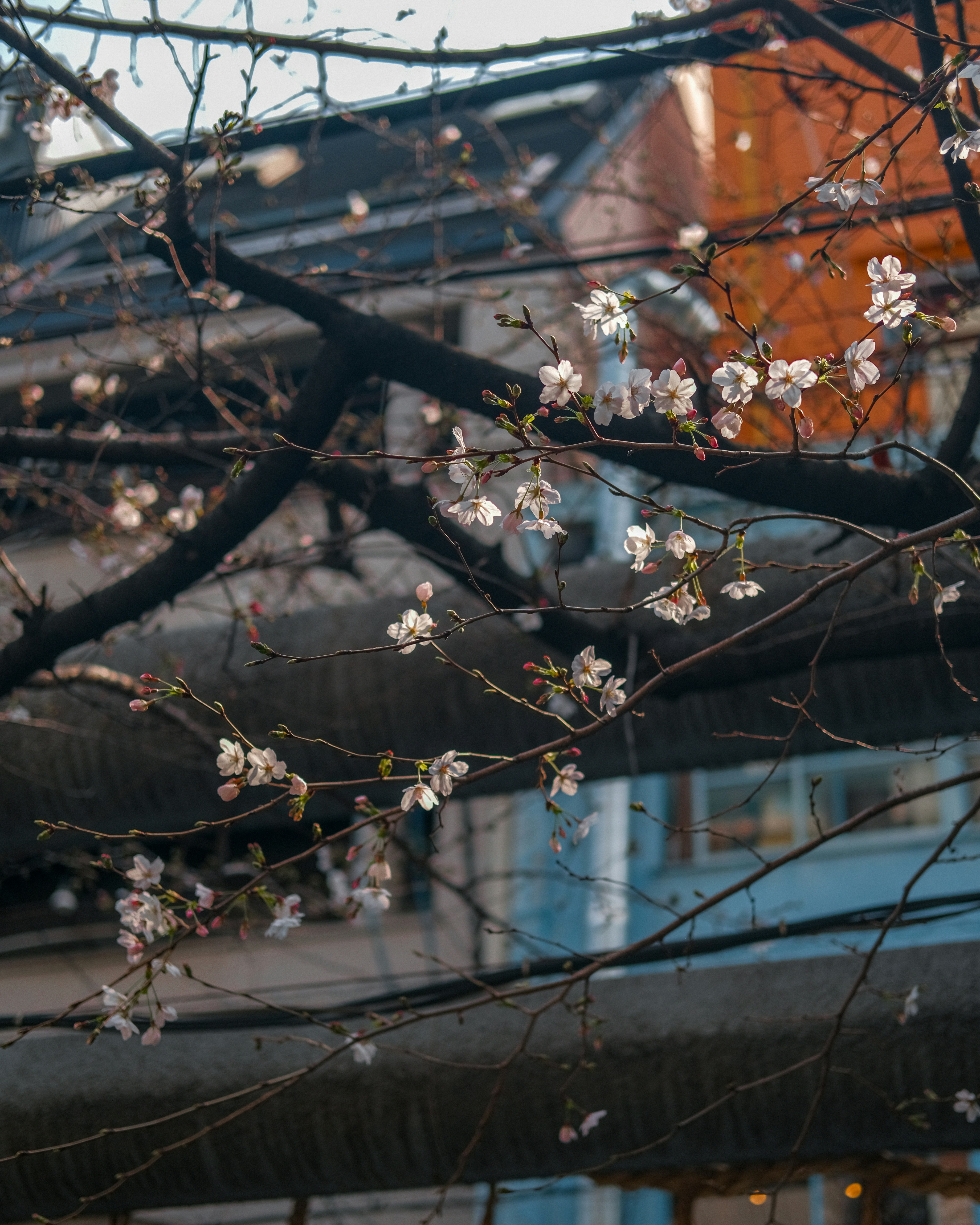 Blossoms on Quiet Branches Against Urban Backdrop