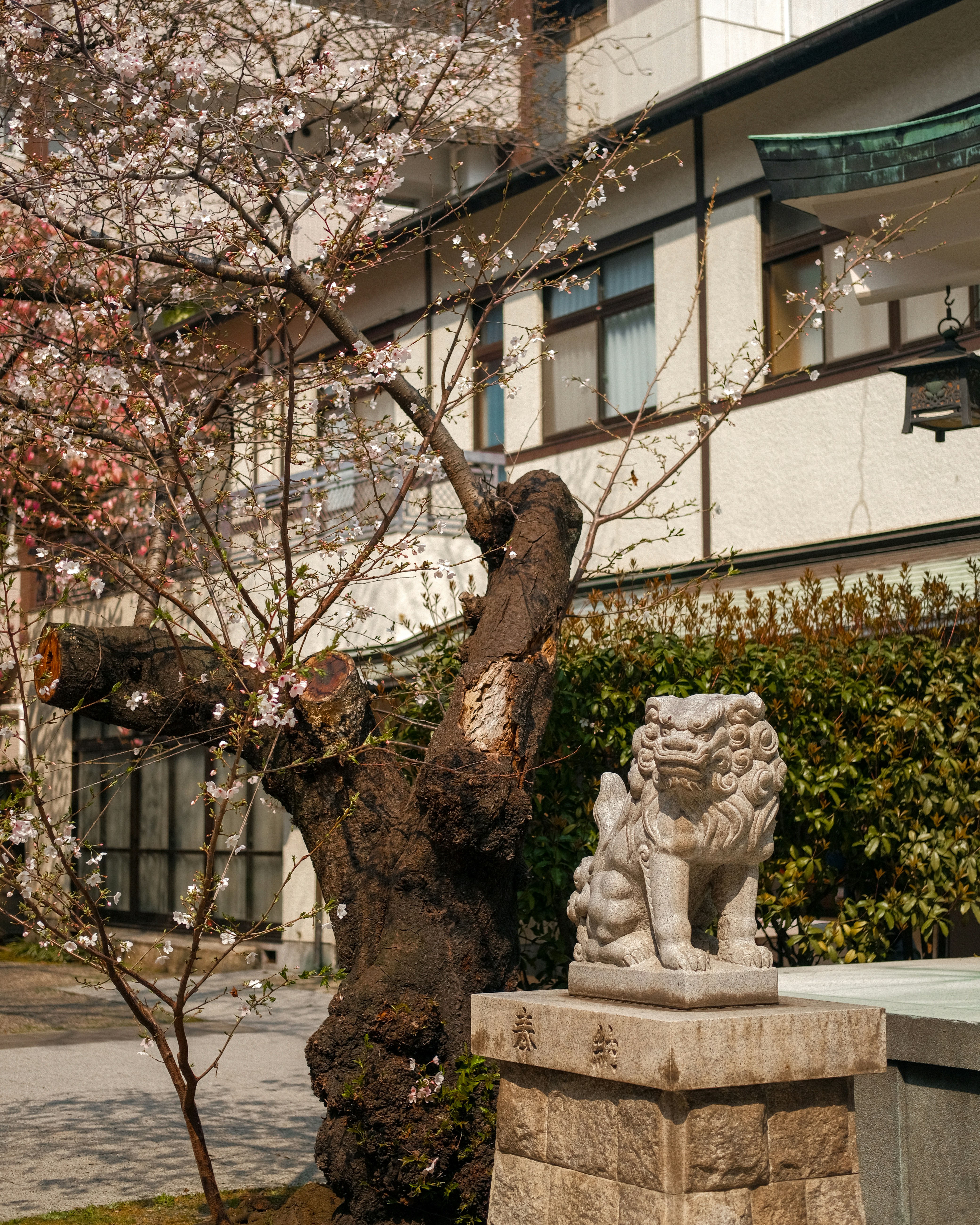 Cherry Blossom Tree and Guardian Stone at a Traditional Japanese Courtyard