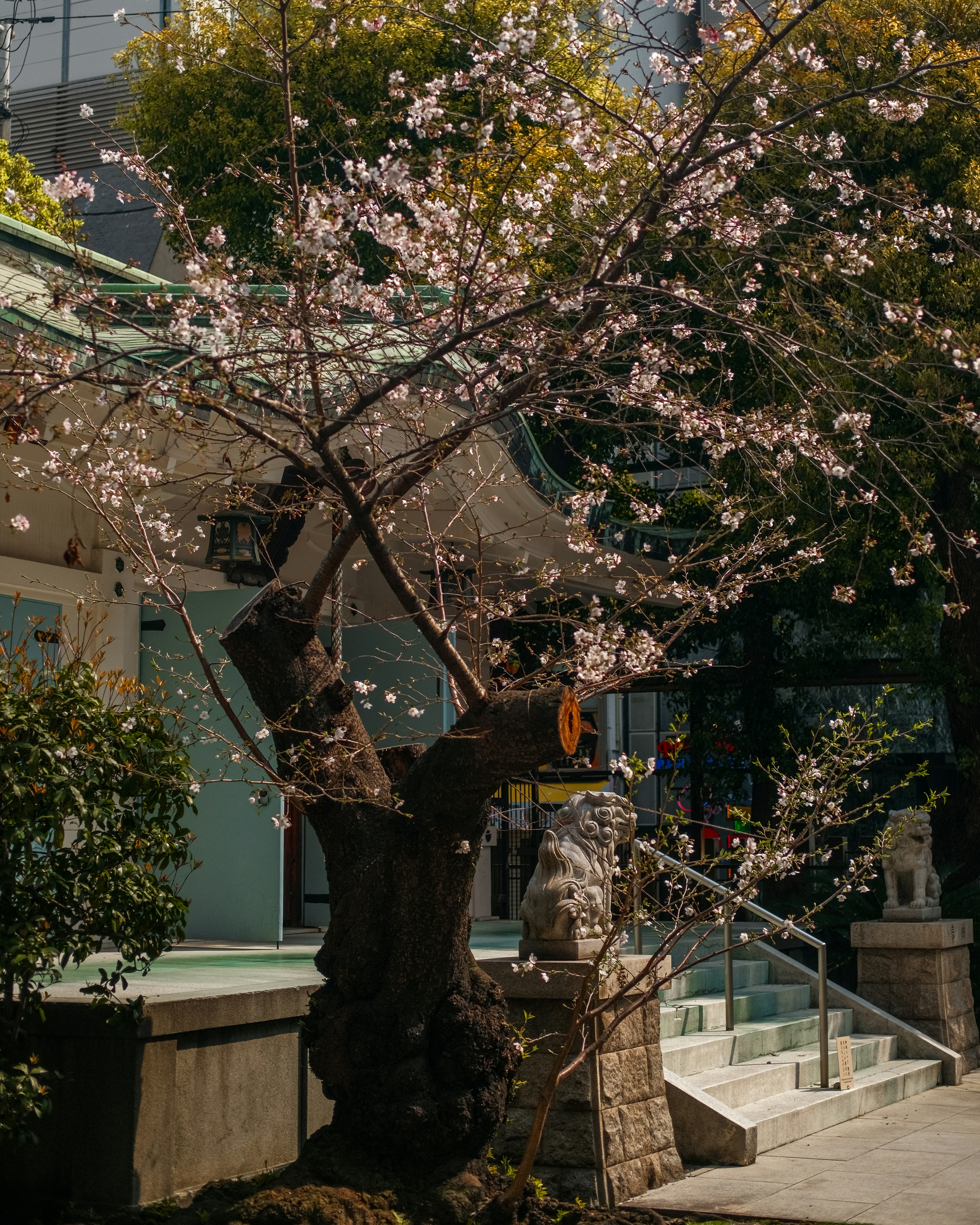 Blossoms over the stepped shrine: a sunlit courtyard centerpiece