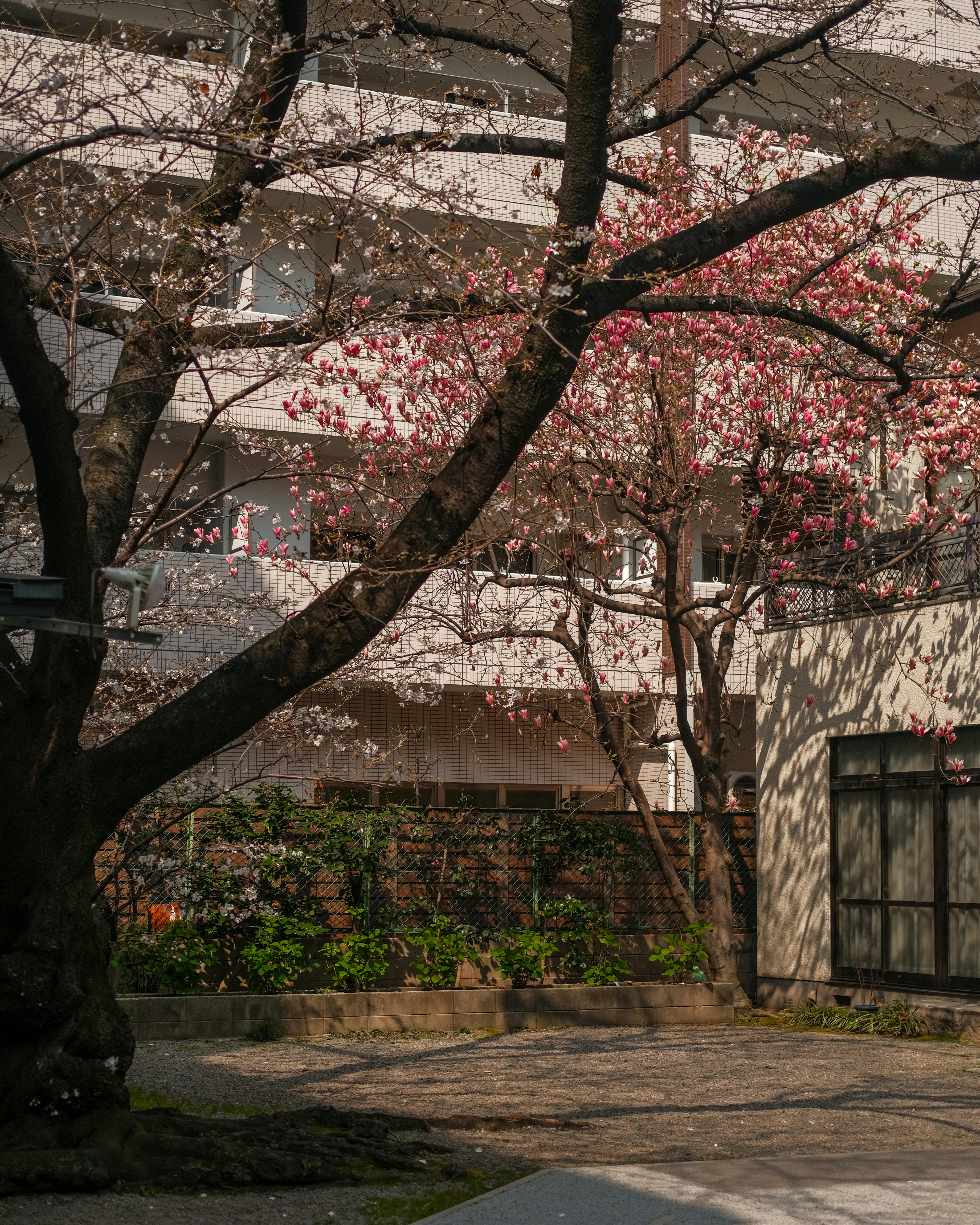 Blossoms Tossed by Urban Shade