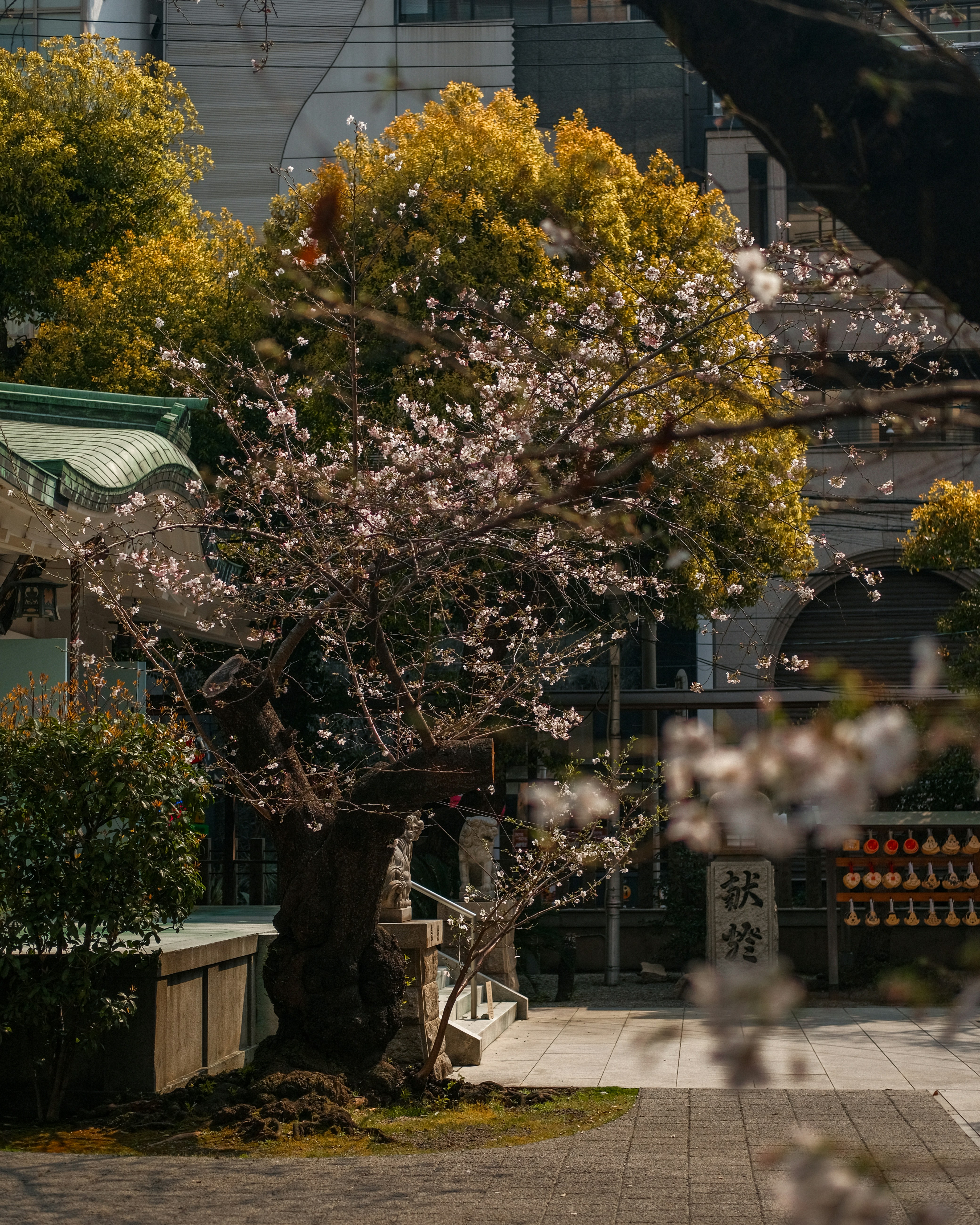 Blossoms Over the Courtyard: A Quiet Urban Shrine