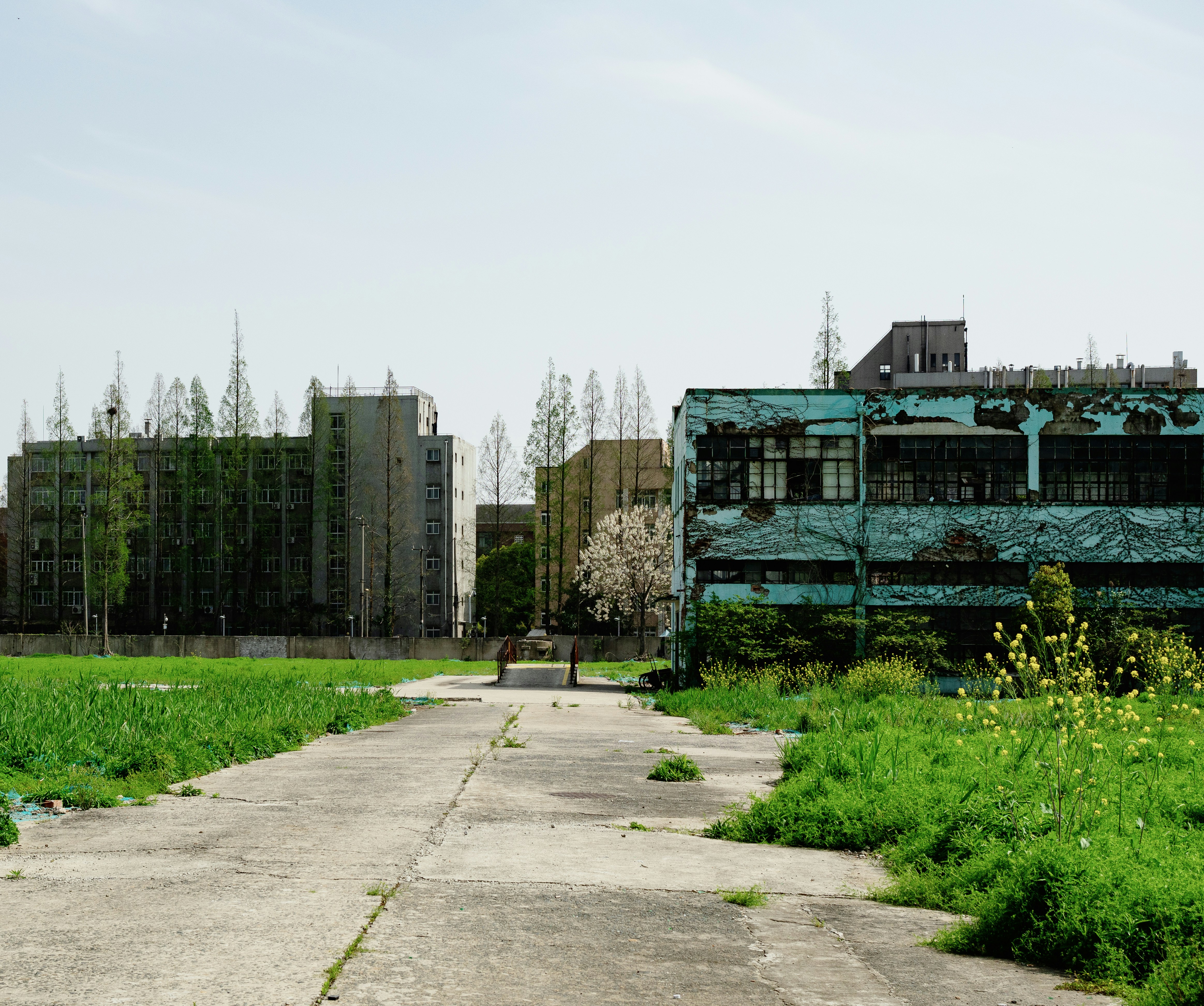 Overgrown Avenue toward a Silent Campus of Crumbling Blocks