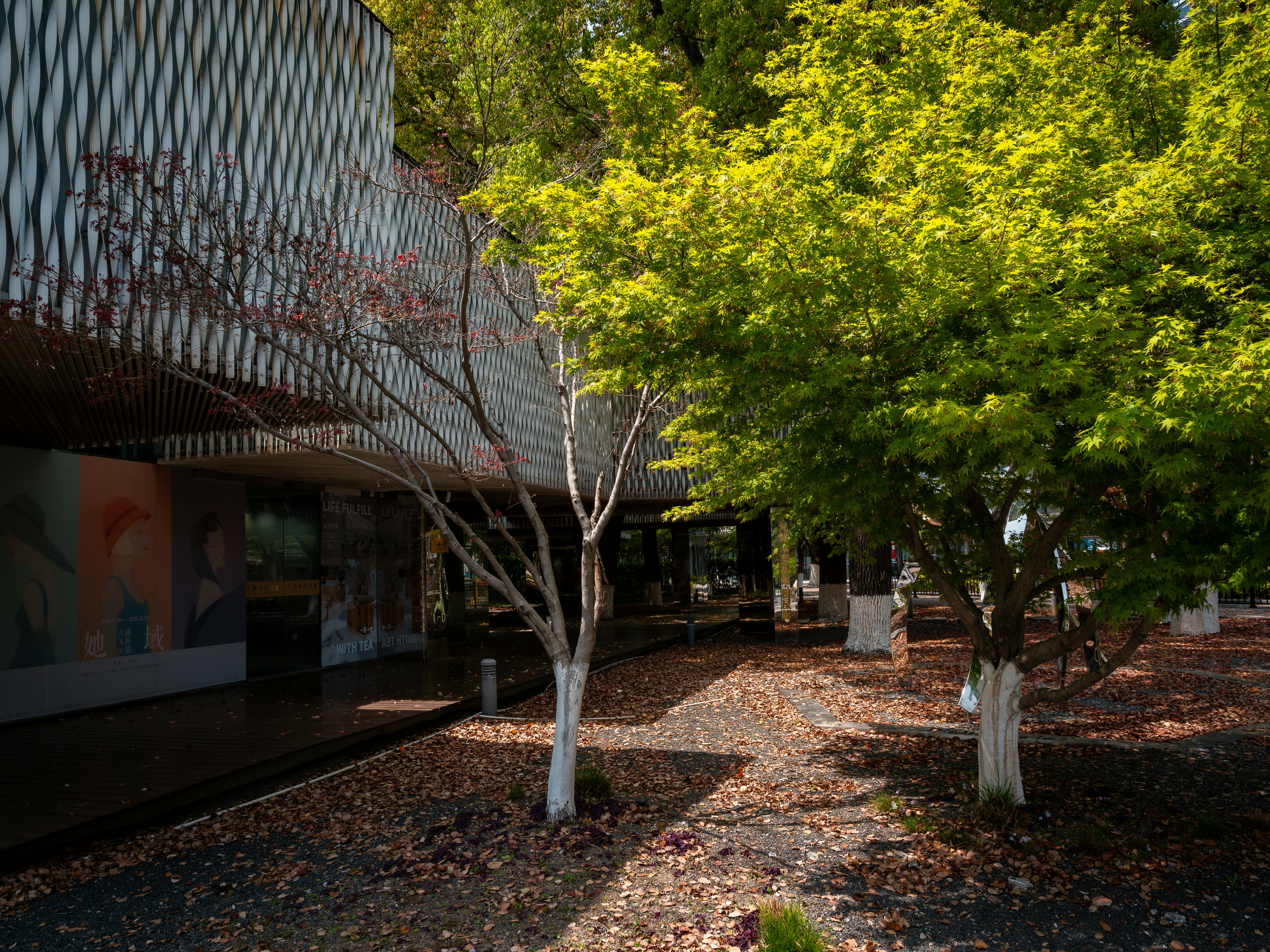 Shaded Courtyard Verge: Trees and Modern Facade