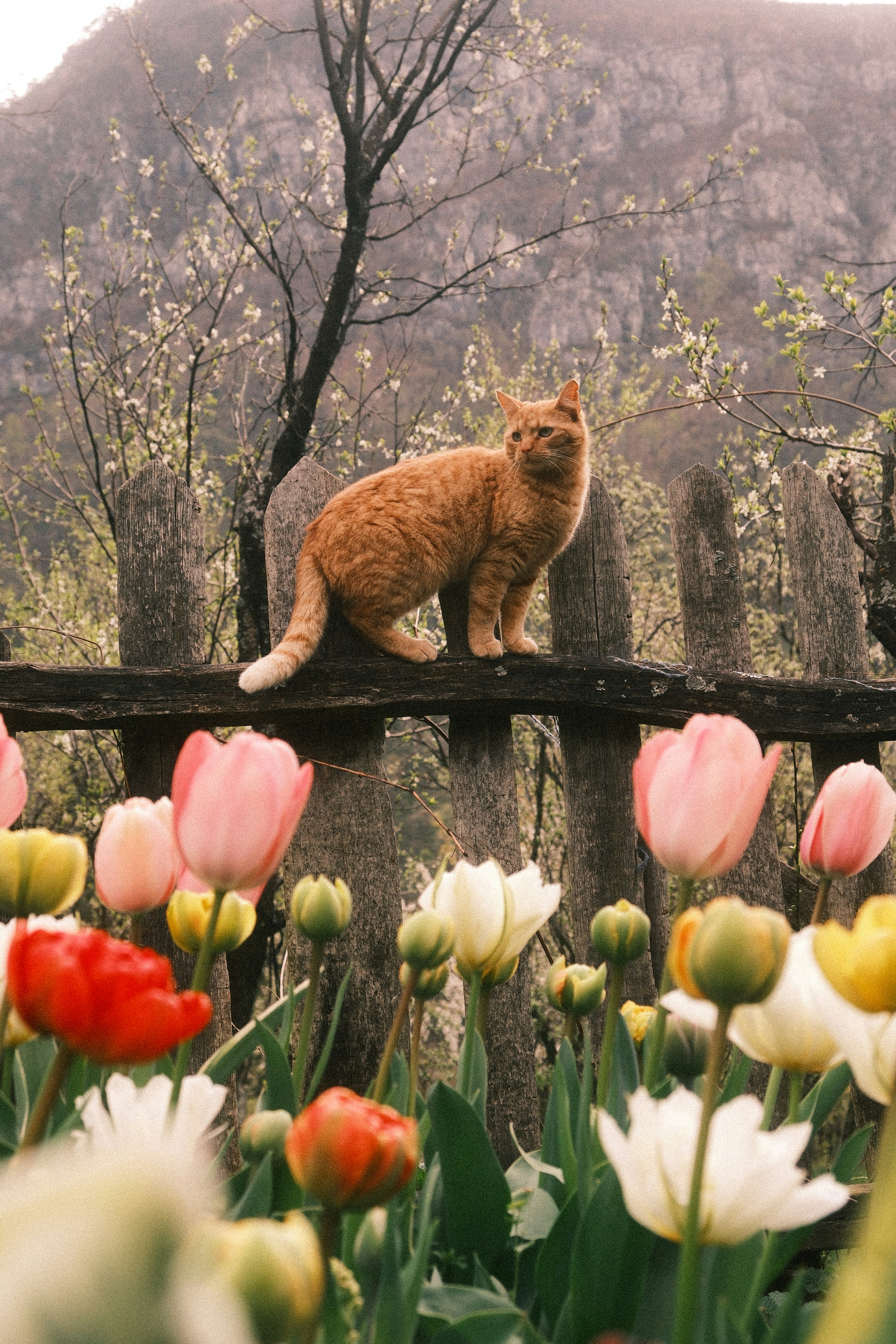 Orange Cat on a Weathered Fence Above a Spring Tulip Garden