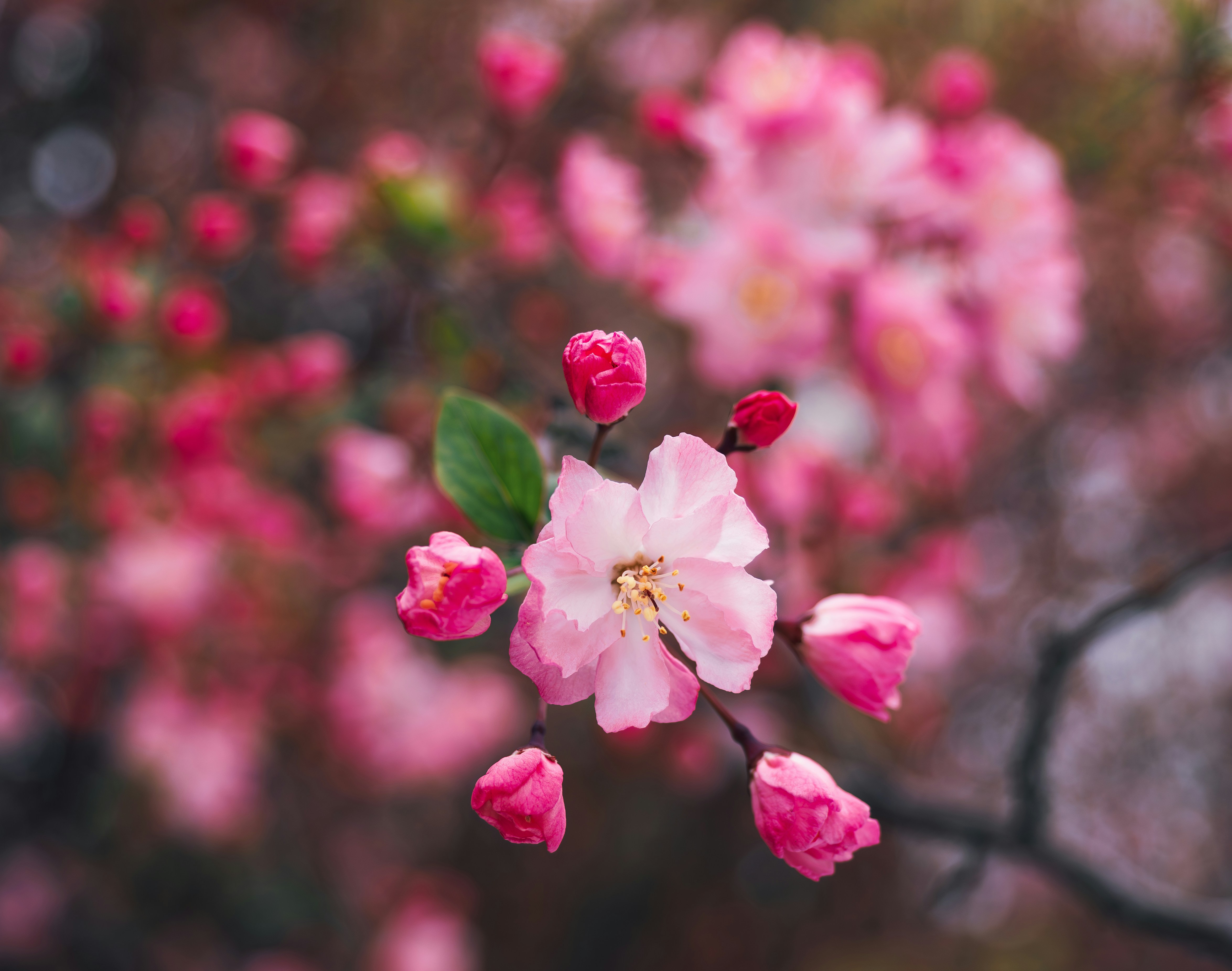Blooming Pink Spotlight: Central Cherry Blossom in Soft Blur