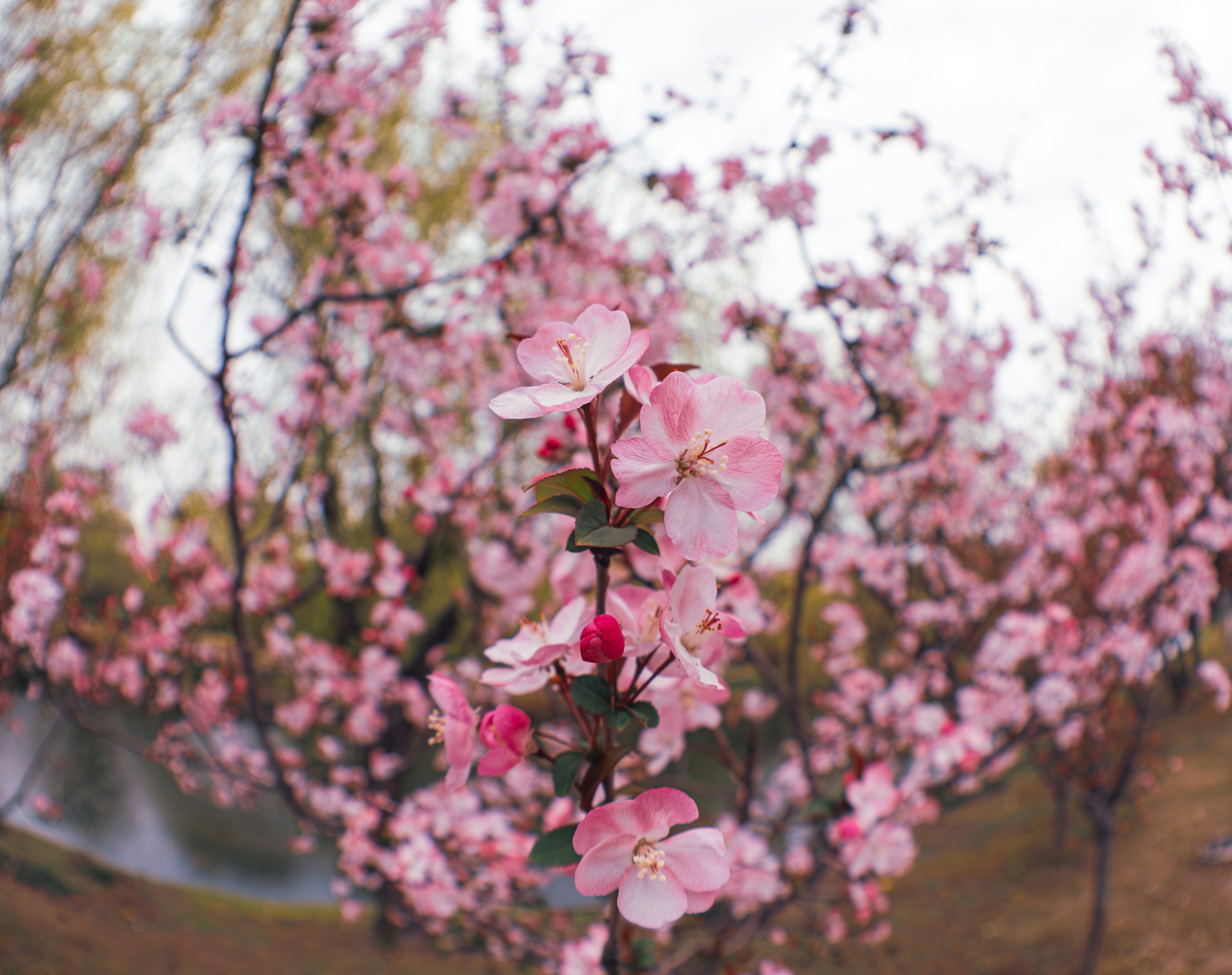 Blossom Spotlight: A Single Pink Flower in Focus Amidst a Sea of Pink