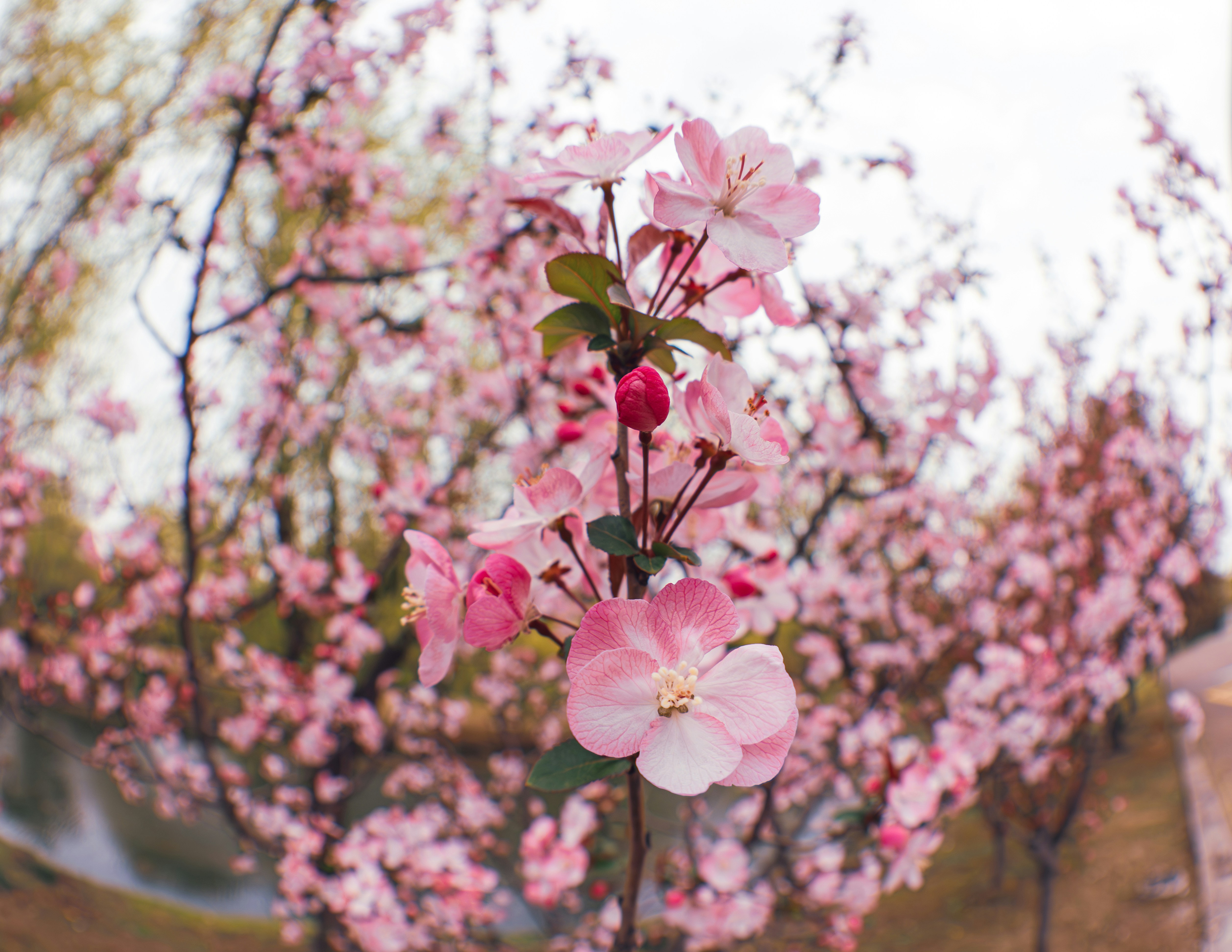 Central Bloom: A Prominent Pink Flower Amid Spring Orchard