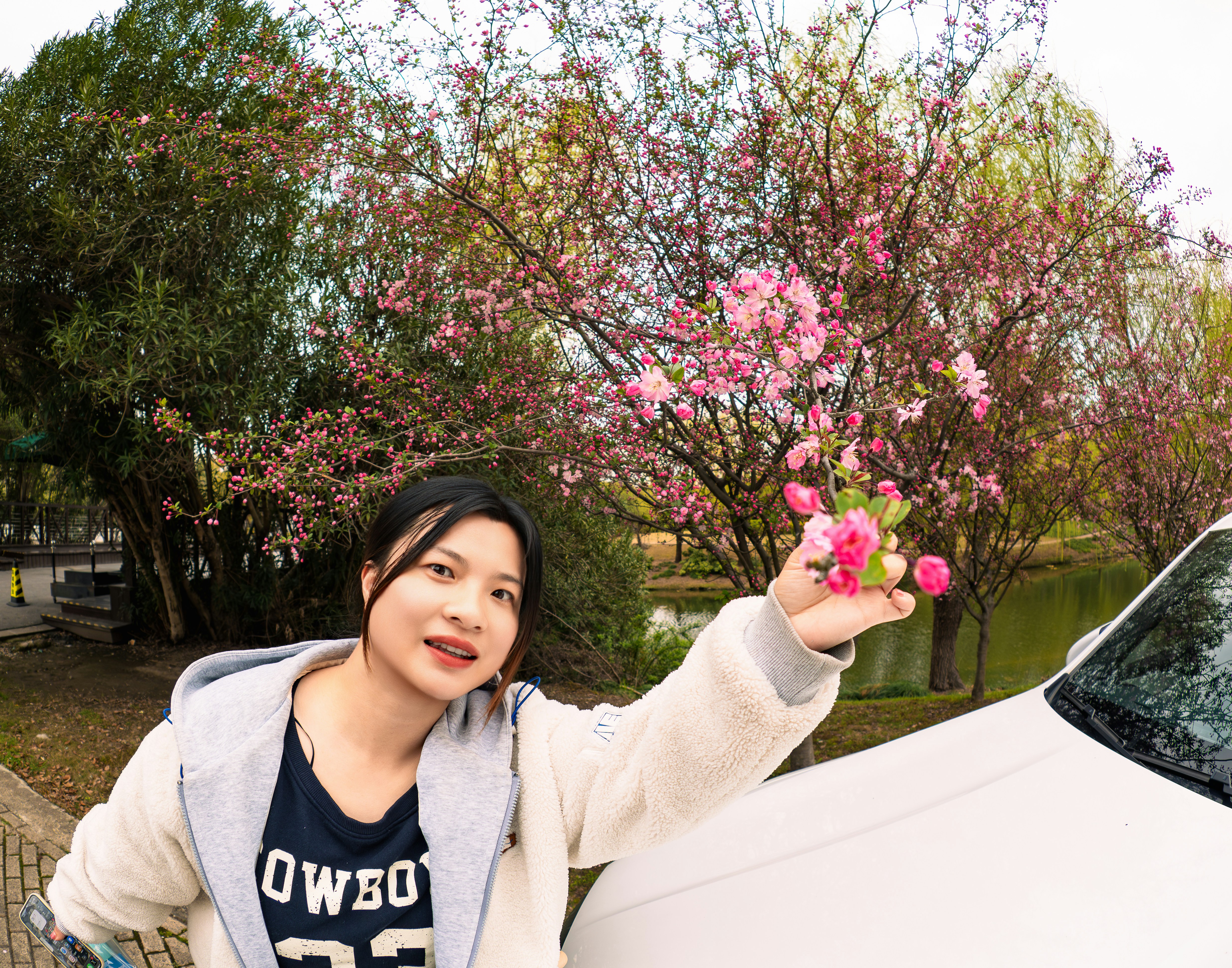 Cherry Blossom Greeting by the White Car