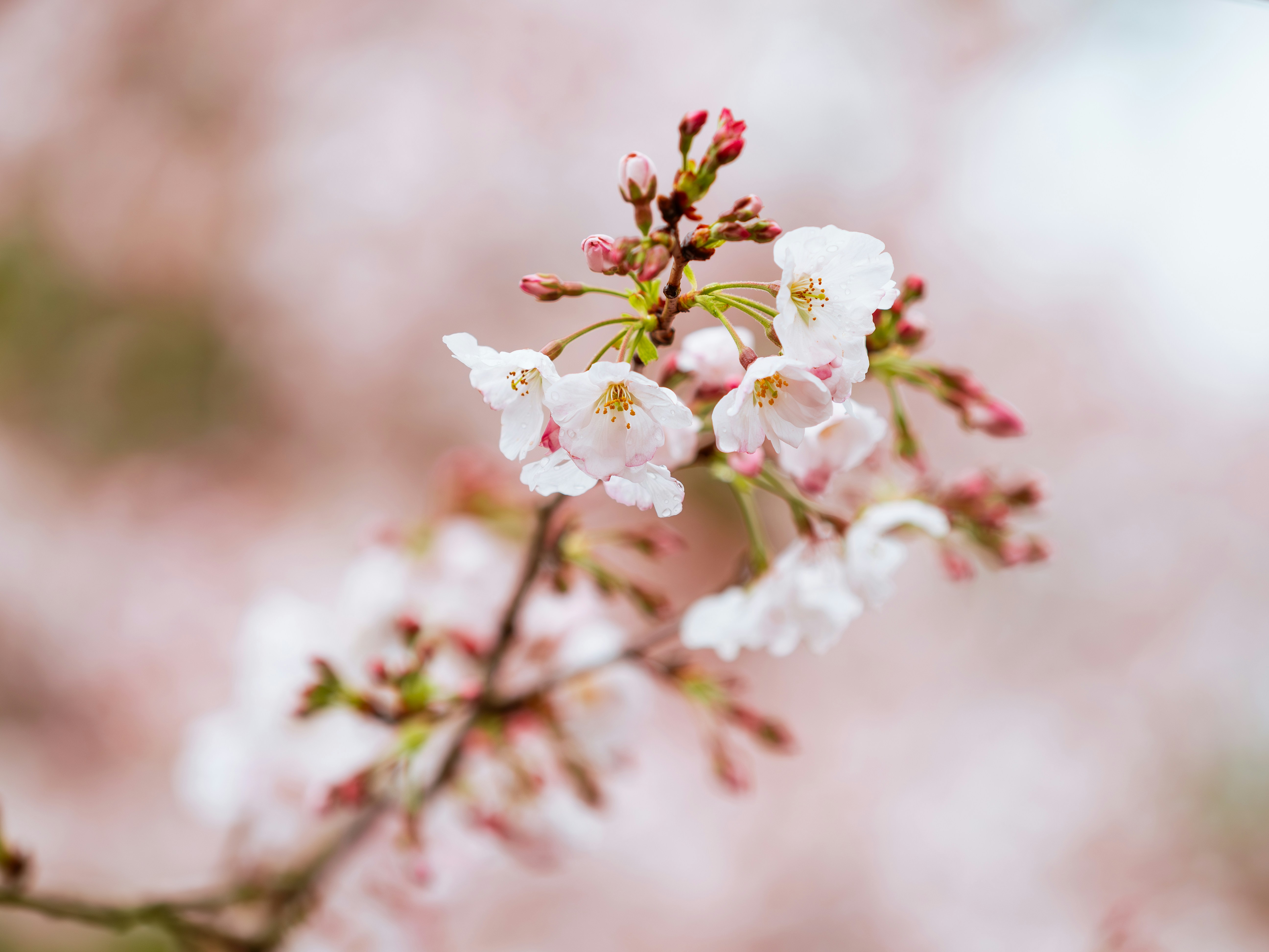 Blossoms in Focus: Delicate Cherry Blooms on a Quiet Branch