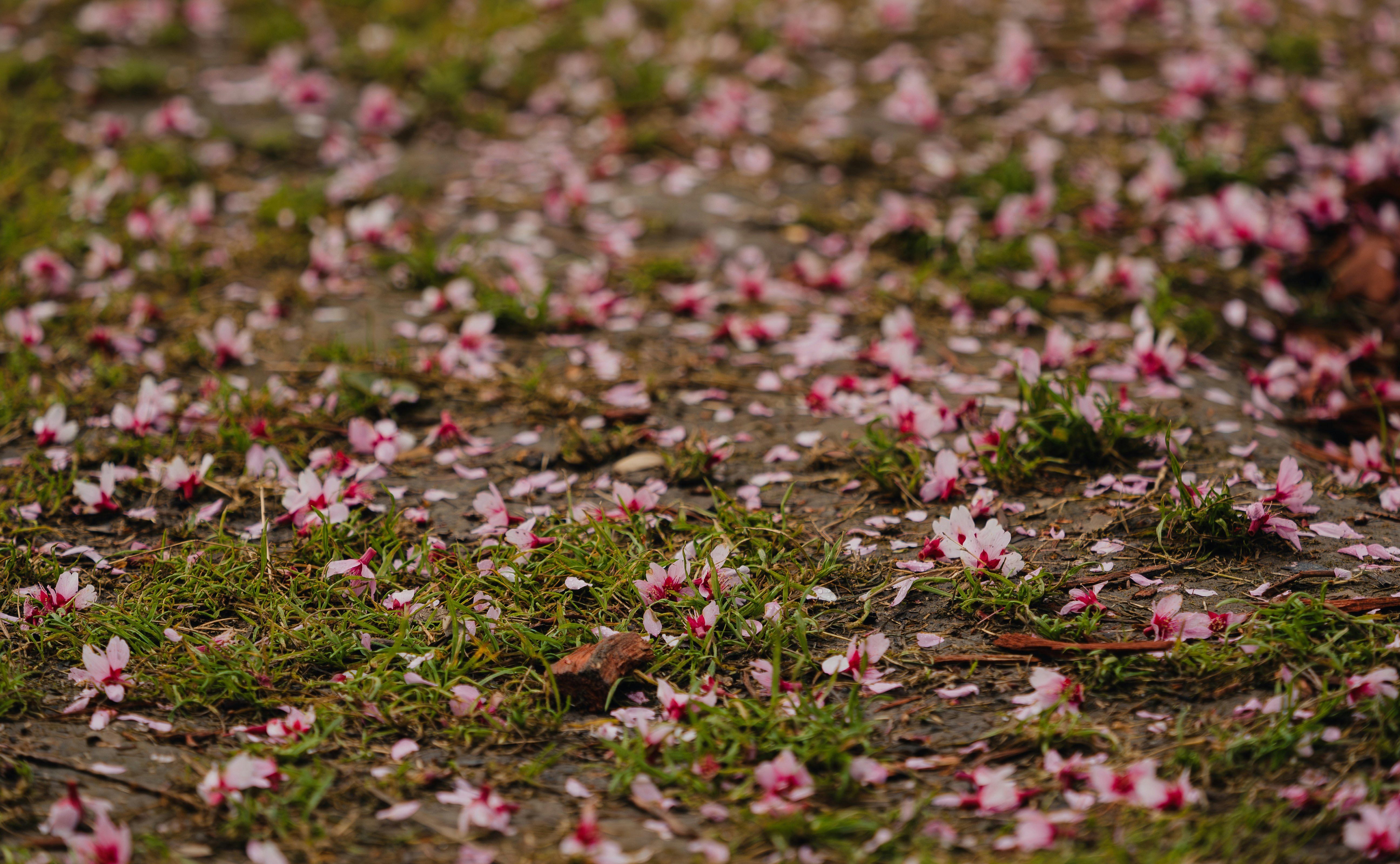 Petals on a Quiet Path: Spring Groundscatter