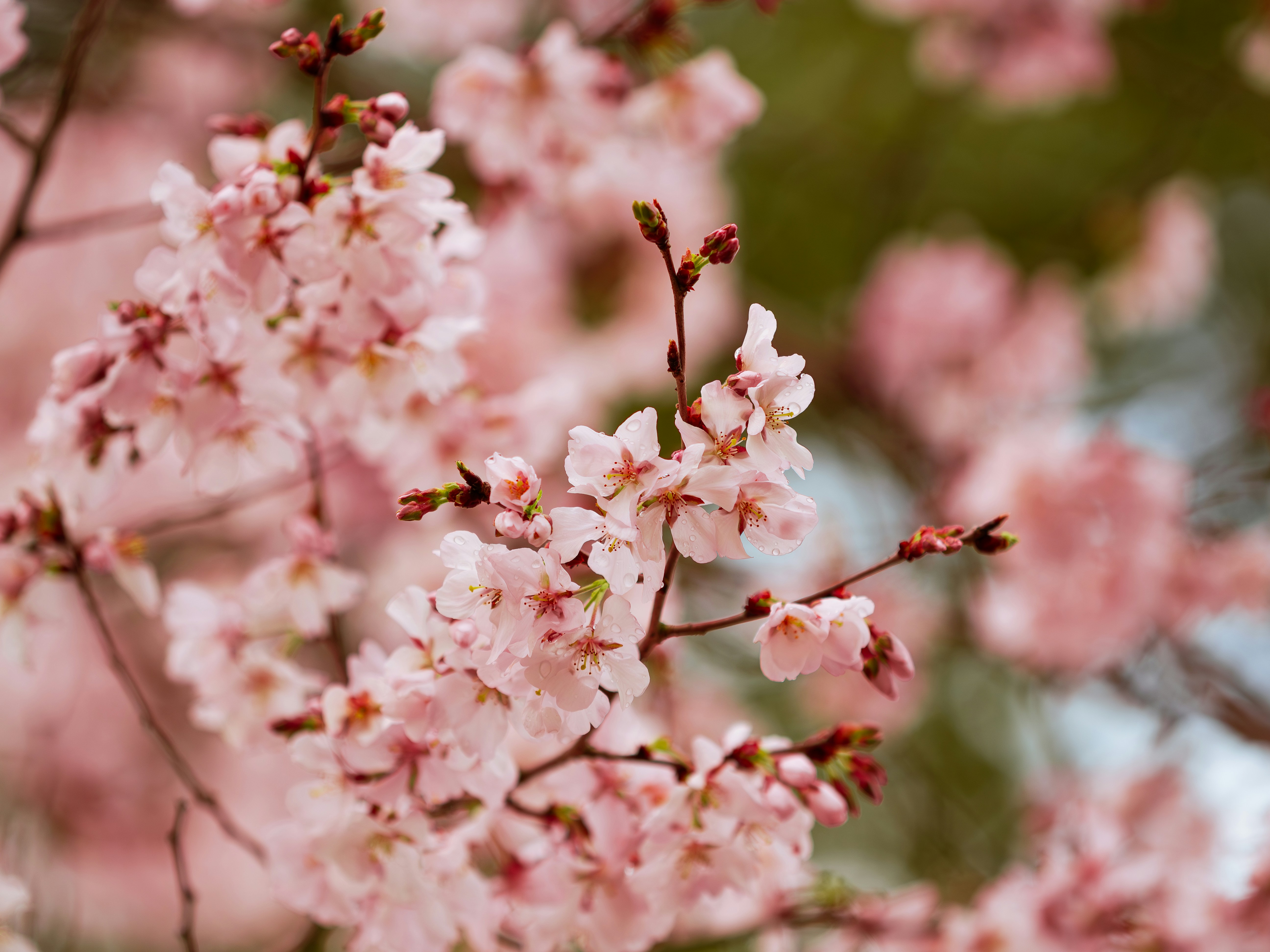 Soft Pink Bloom Mosaic in Spring Quiet