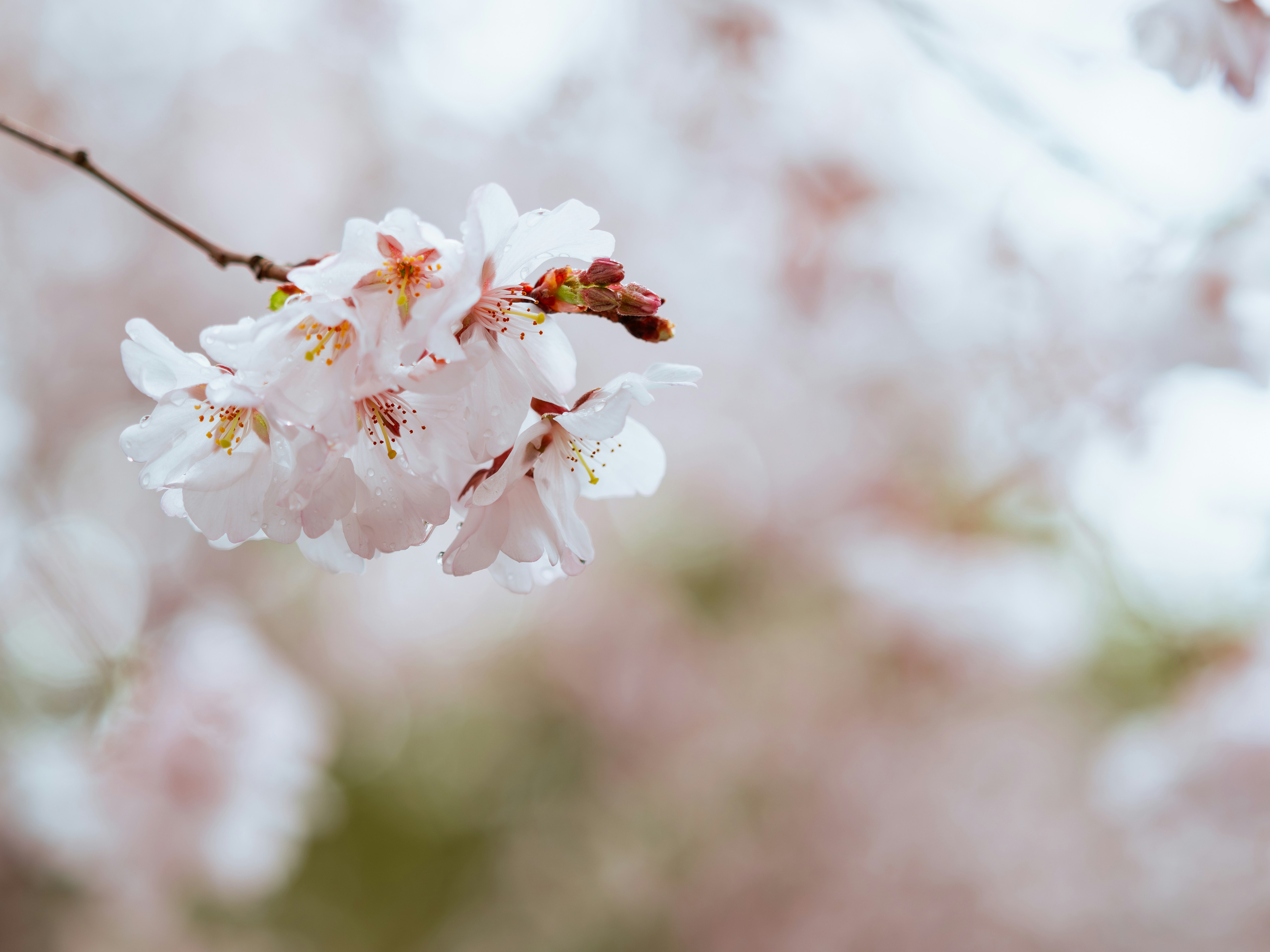 Soft Focus Bloom: A Cluster of Sakura in Gentle Blur