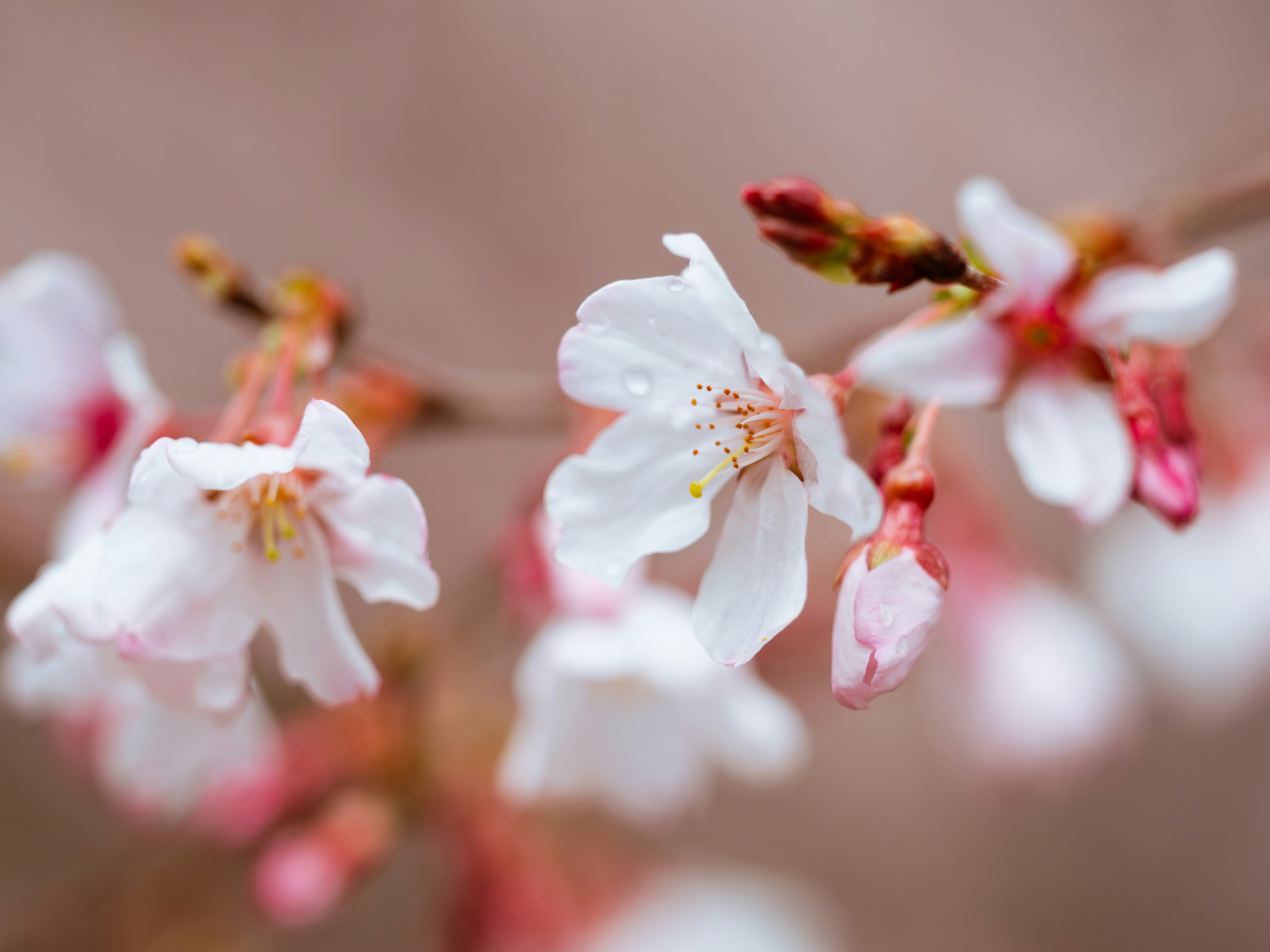 Blossoms in Soft Focus: A Gentle Whisper of Spring