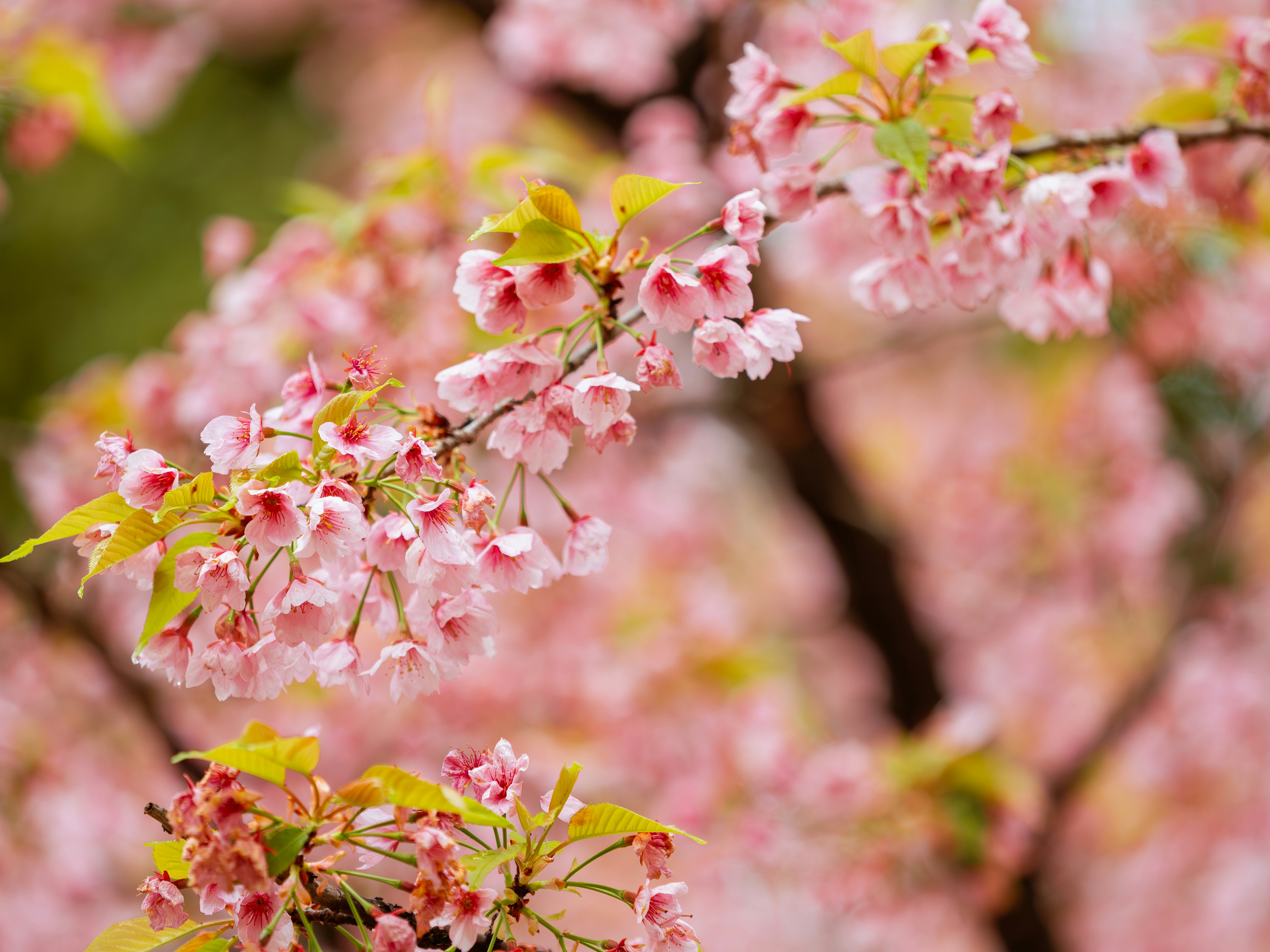 Blossoms in Soft Focus: A Corridor of Pink Petals