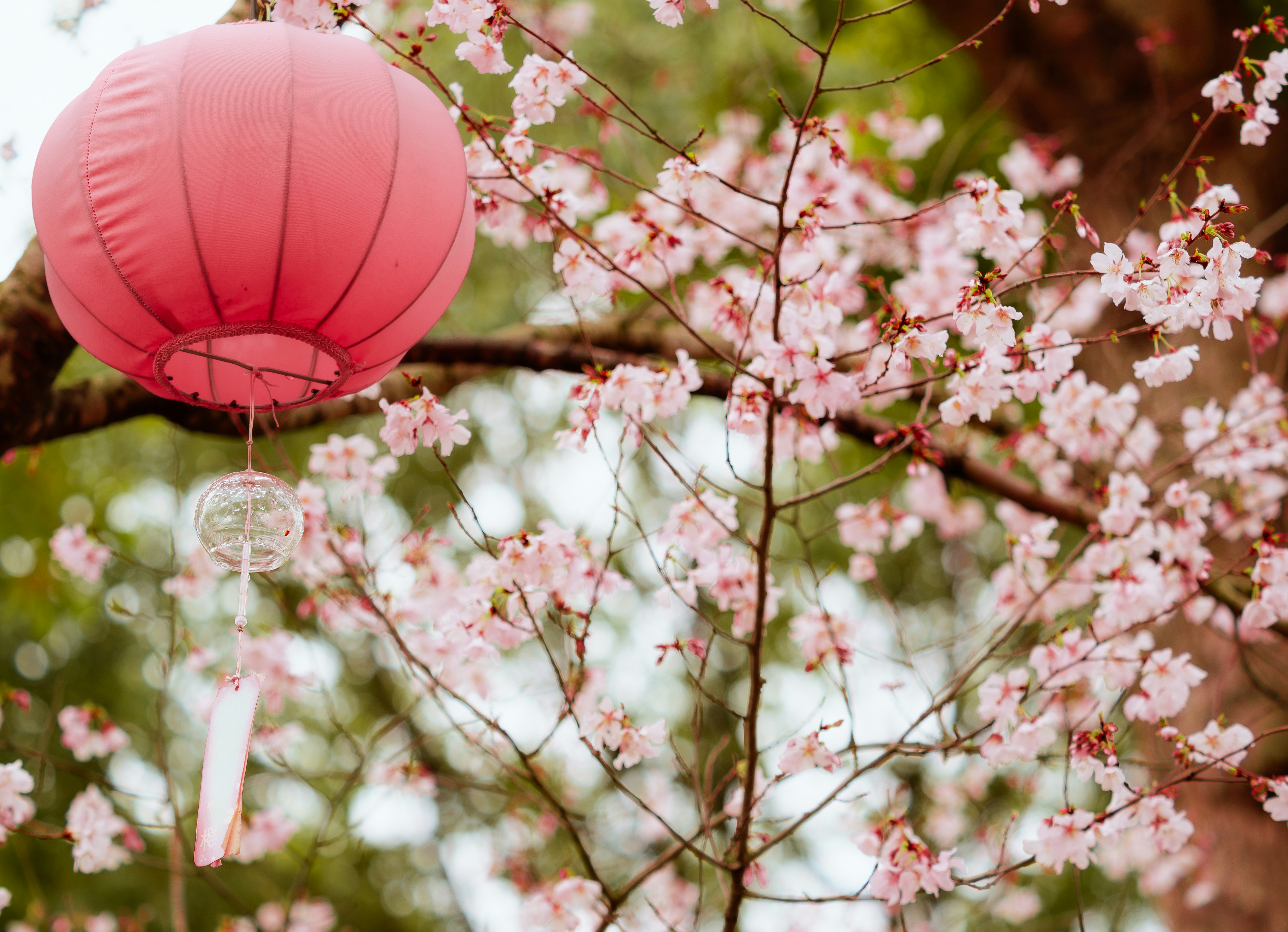 Pink Lantern Amid Blossoms: A Springtime Quiet in the Cherry Branches