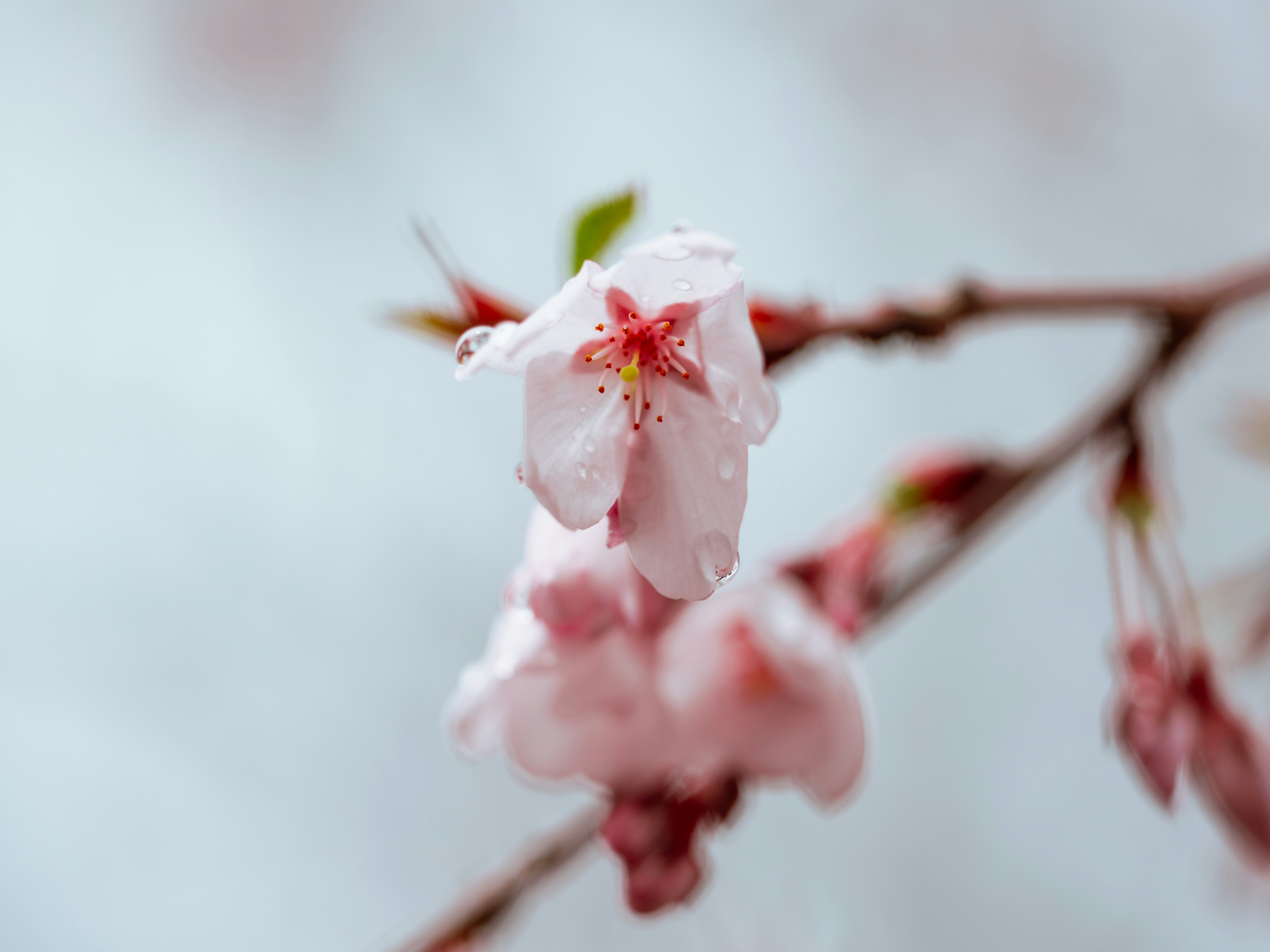 Blossom in Focus: A Soft Kiss of Spring on a Dewy Petal