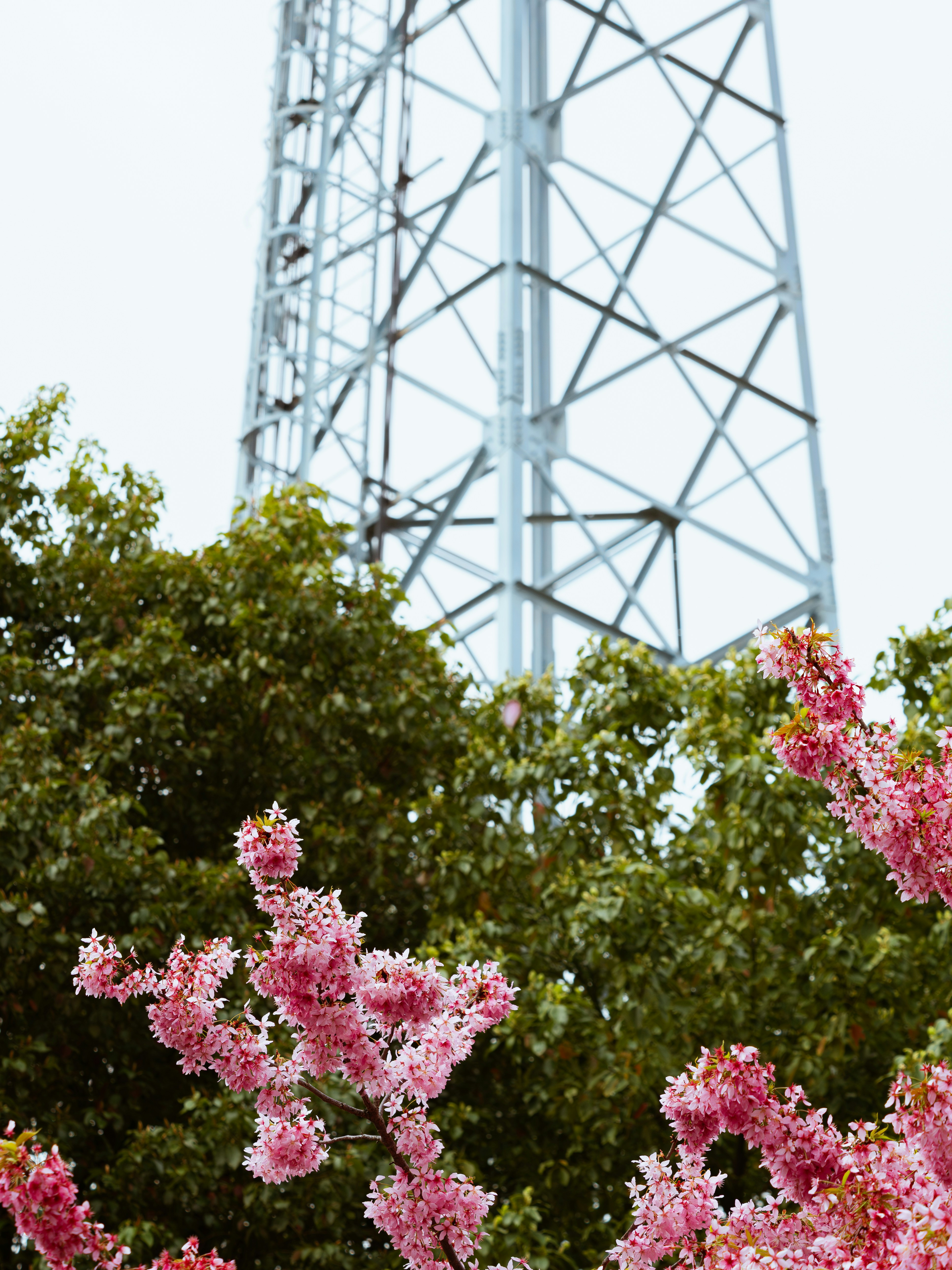 Blossoms at the Base of a Tower