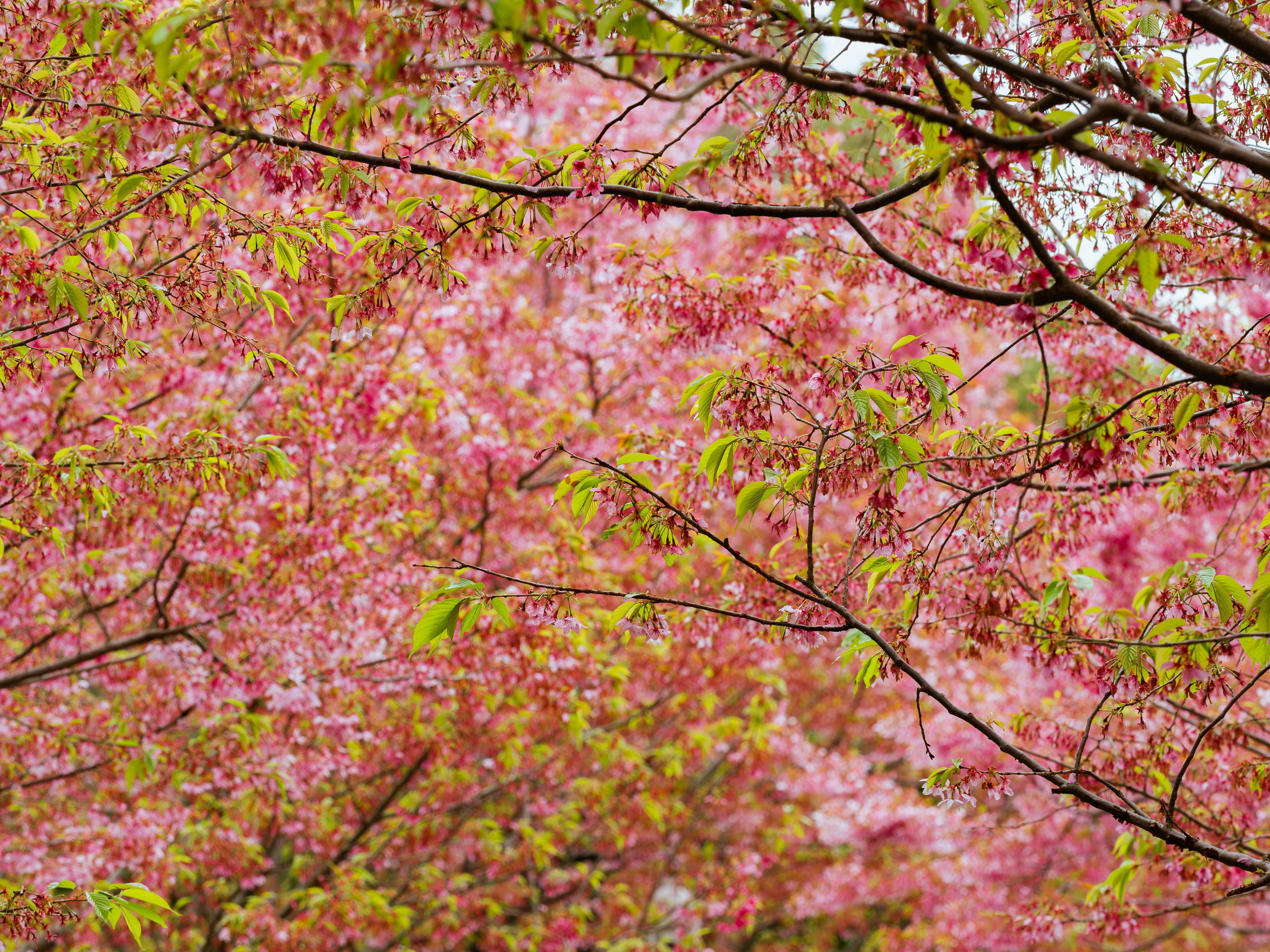 Blossom Drift: Pink Sarcens in a Sunlit Canopy