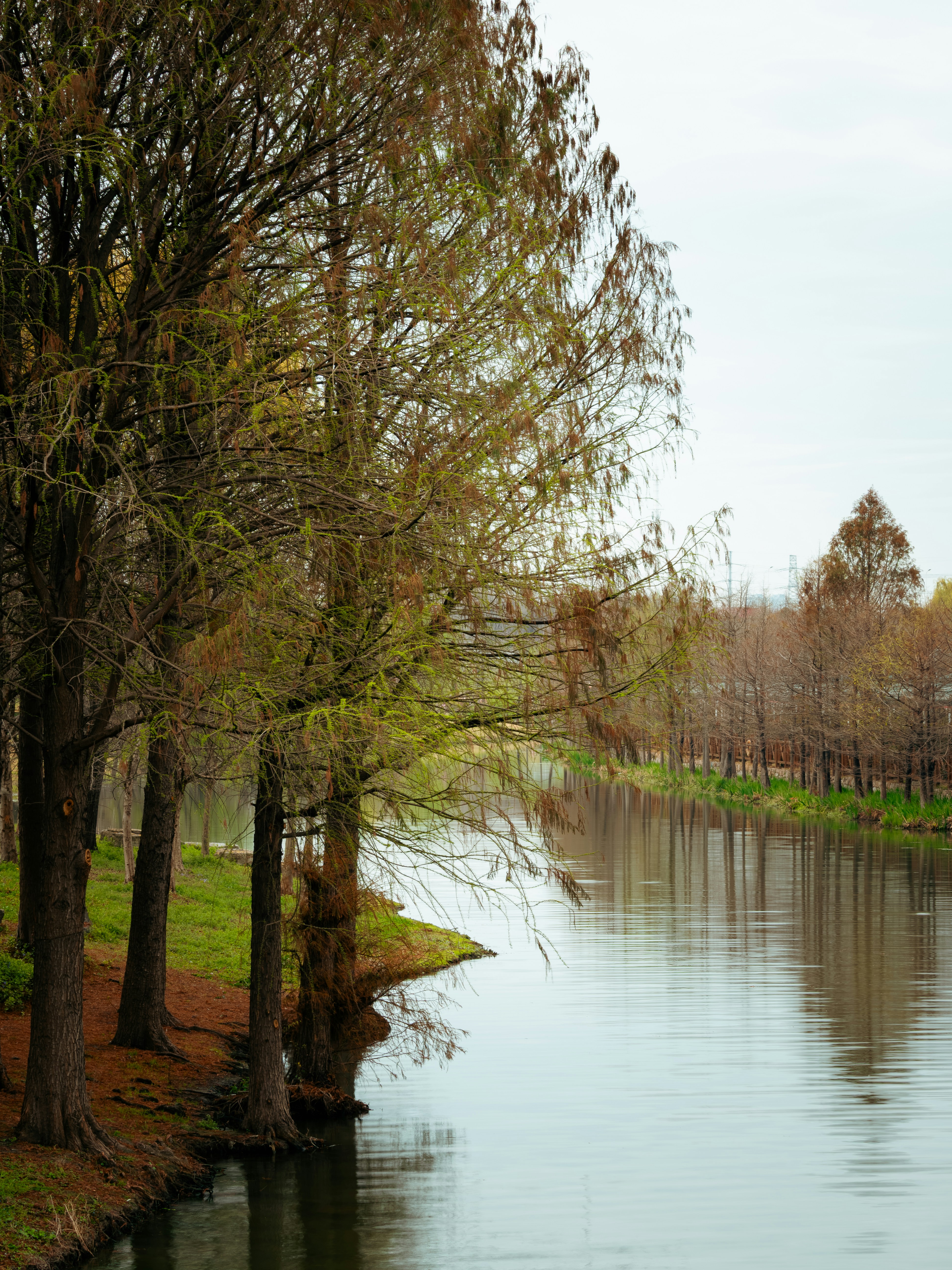 Riverbank Willows Lean Over Quiet Waters