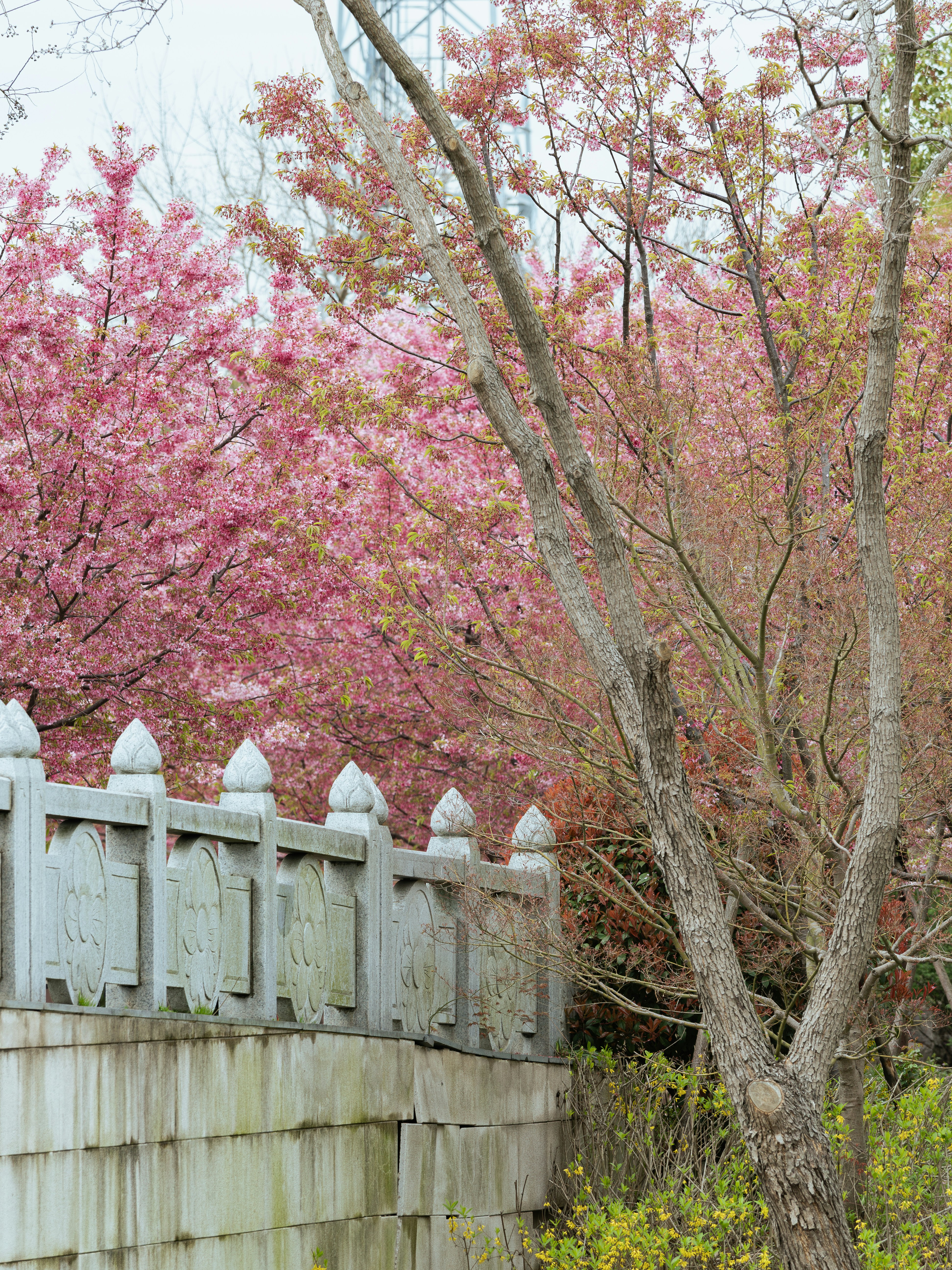 Blossoms Behind a Concrete Railing: Spring View Through Tree Trunks