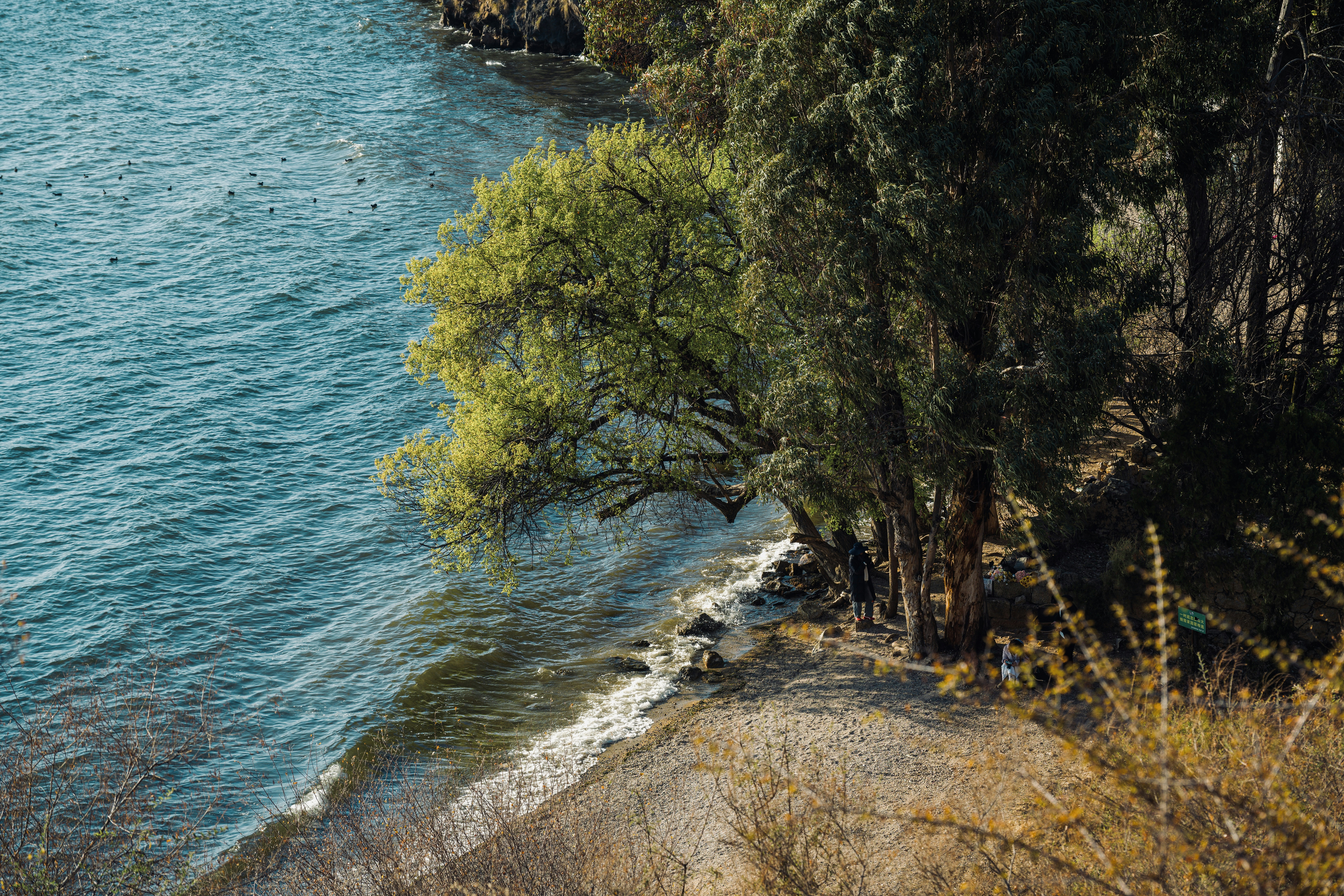 Limestone shoreline and windswept tree by turquoise sea