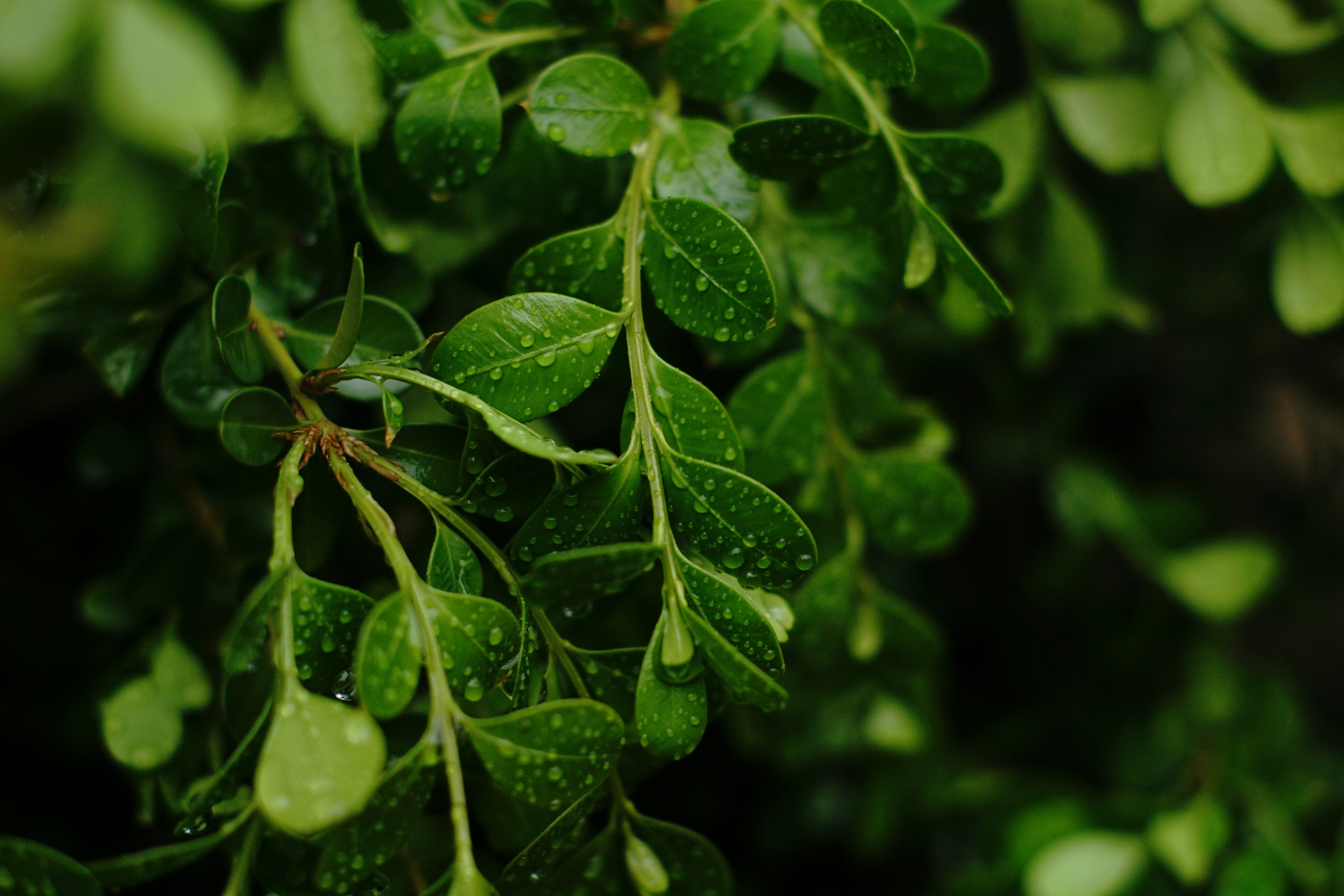 Emerald Veil: Dew-kissed Leaves in Quiet Focus