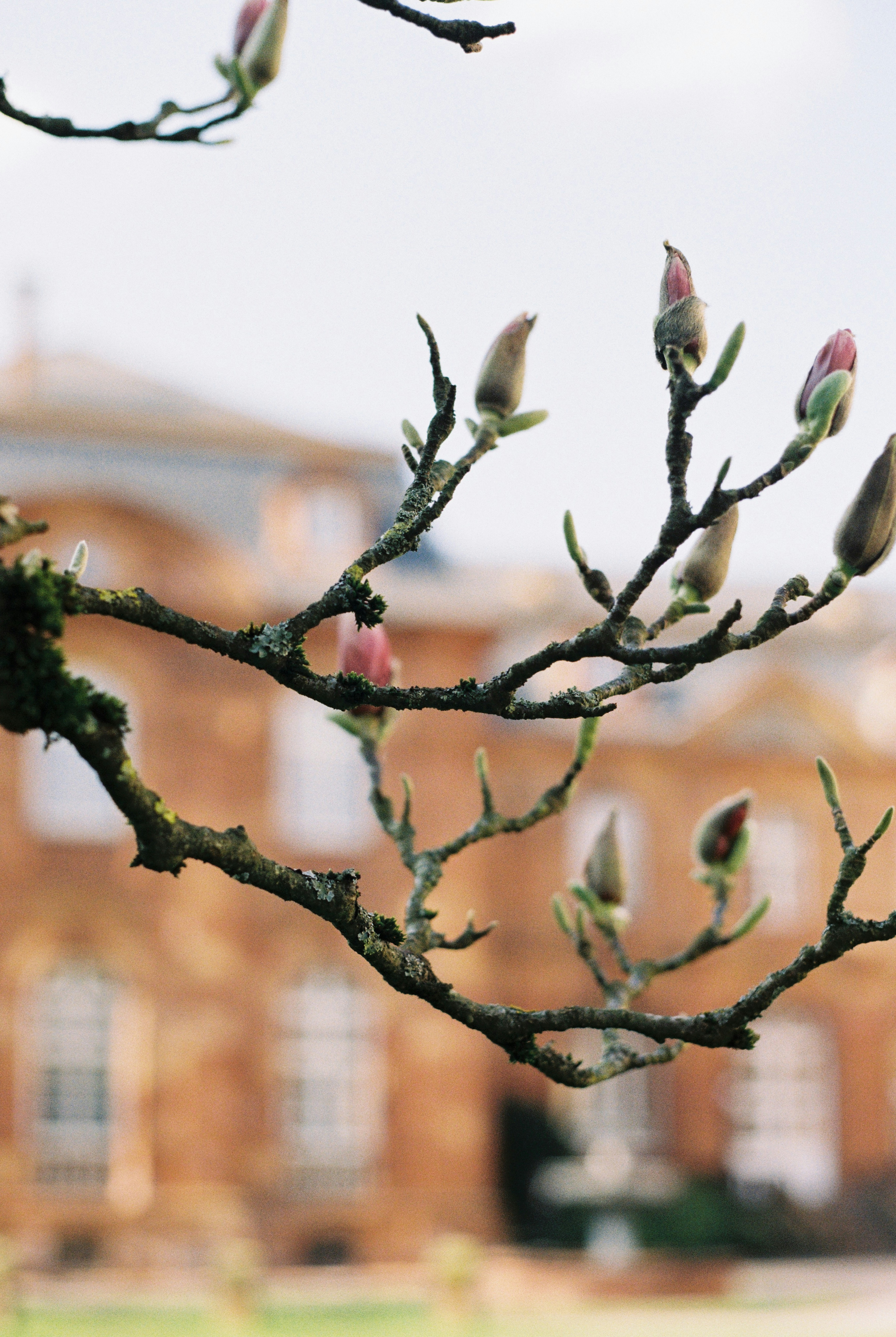 In bloom, a mossy branch reaches toward a softly blurred campus facade