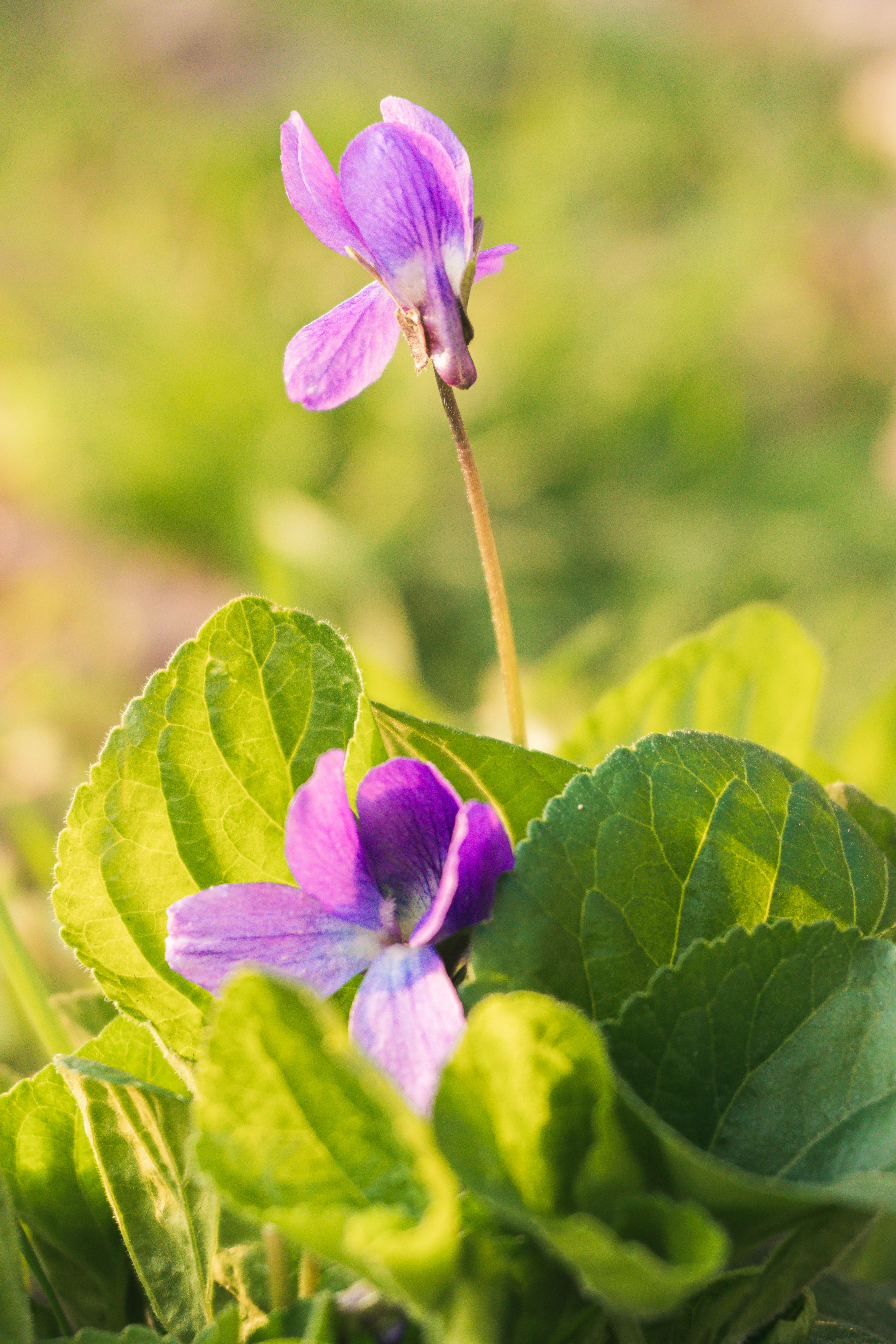 Purple Viola Emerging Above Green Foliage at Golden Hour