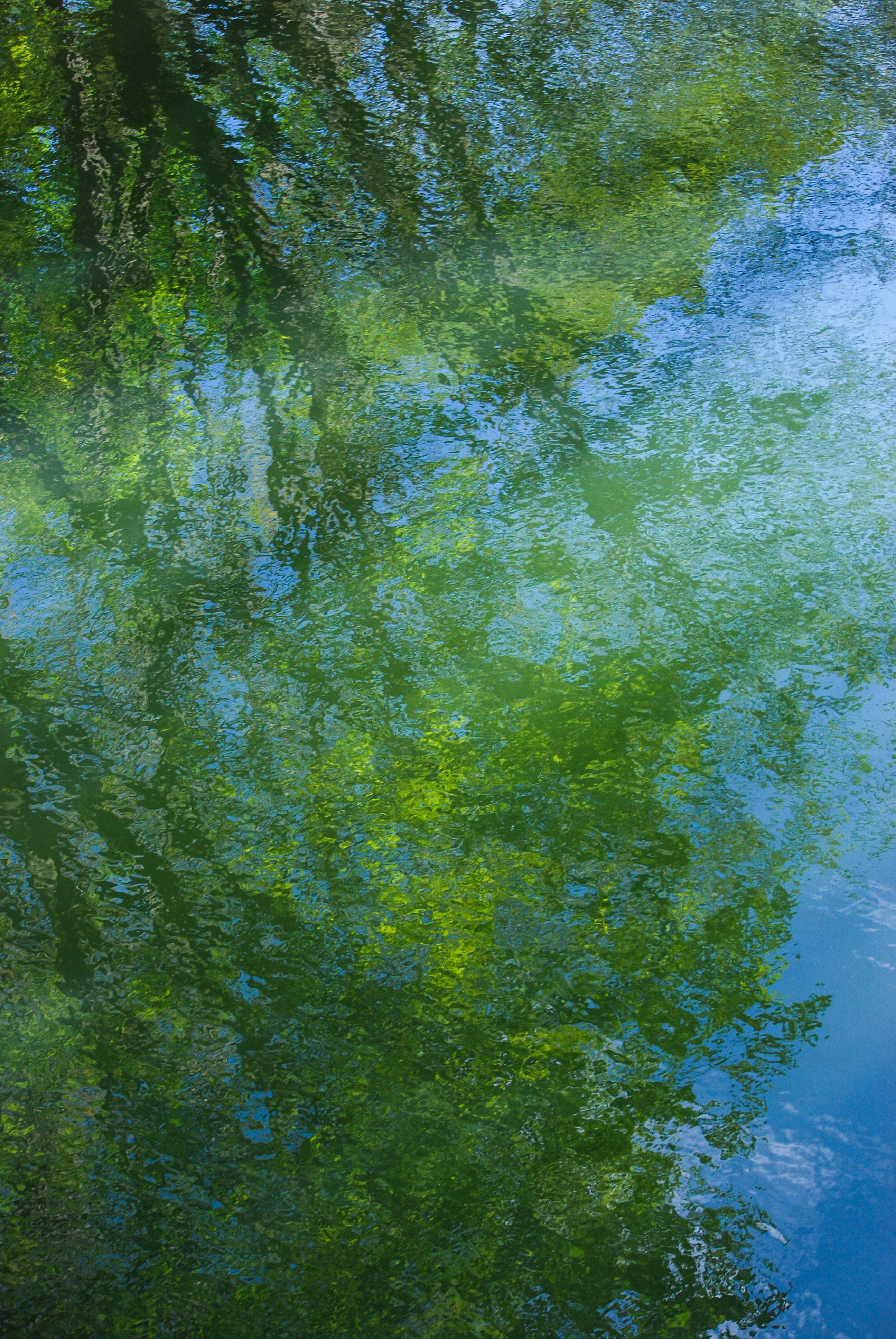 Emerald Canopy Reflected: A Quiet Wake of Water and Leaves