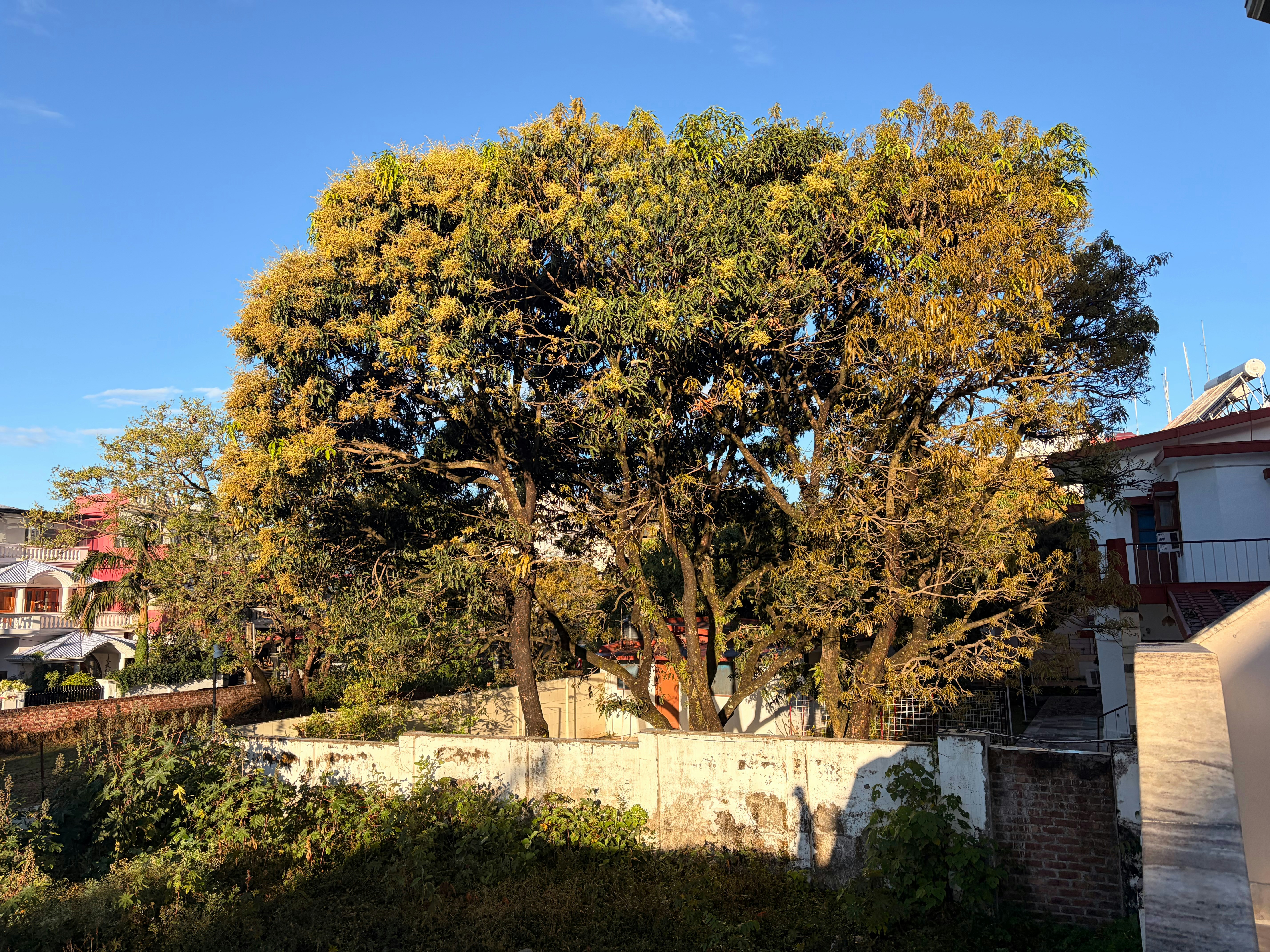 Sunlit trees tower over a sunlit courtyard with a white wall and nearby buildings.