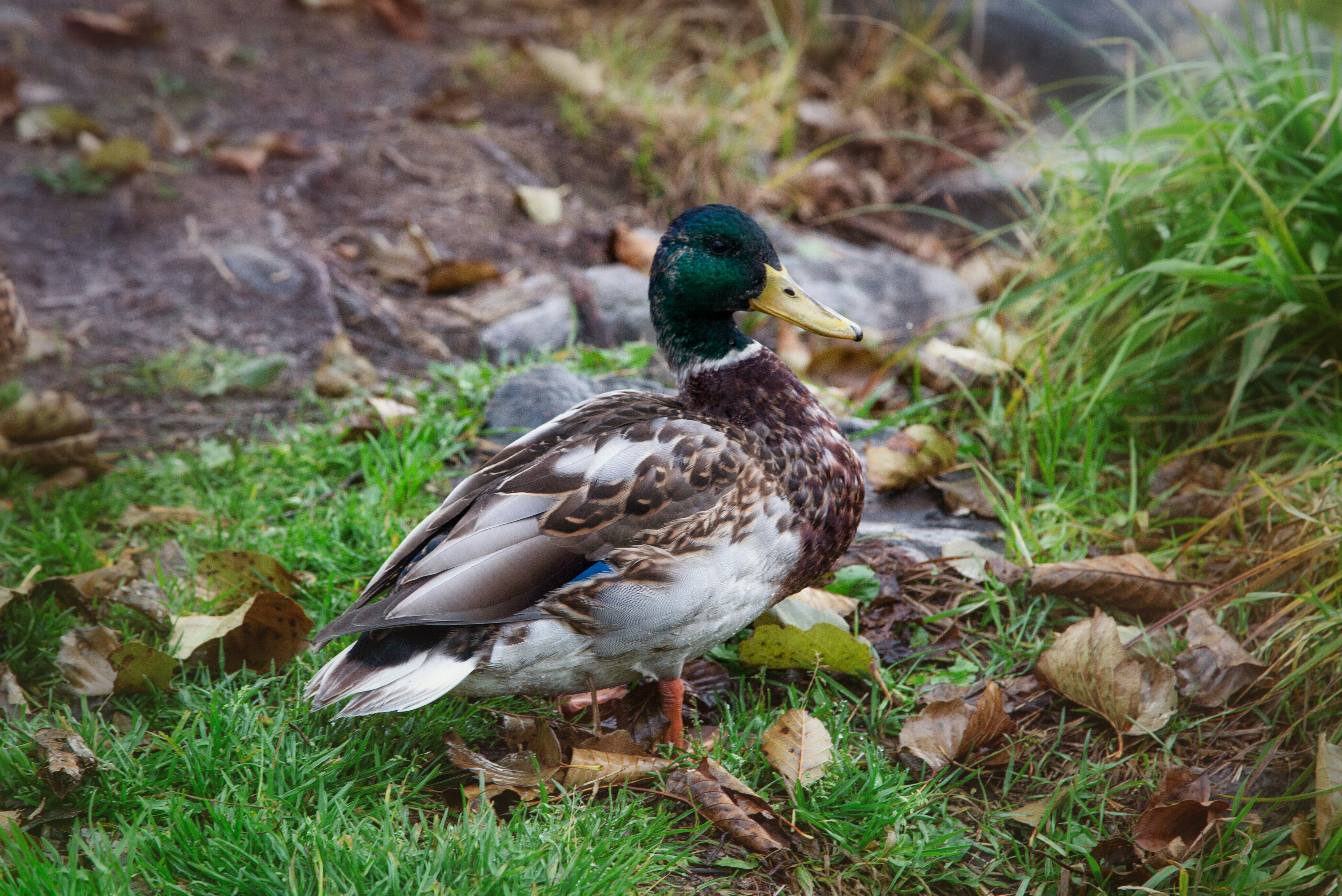 Dappled Mallard on the Leaf-Covered Verge
