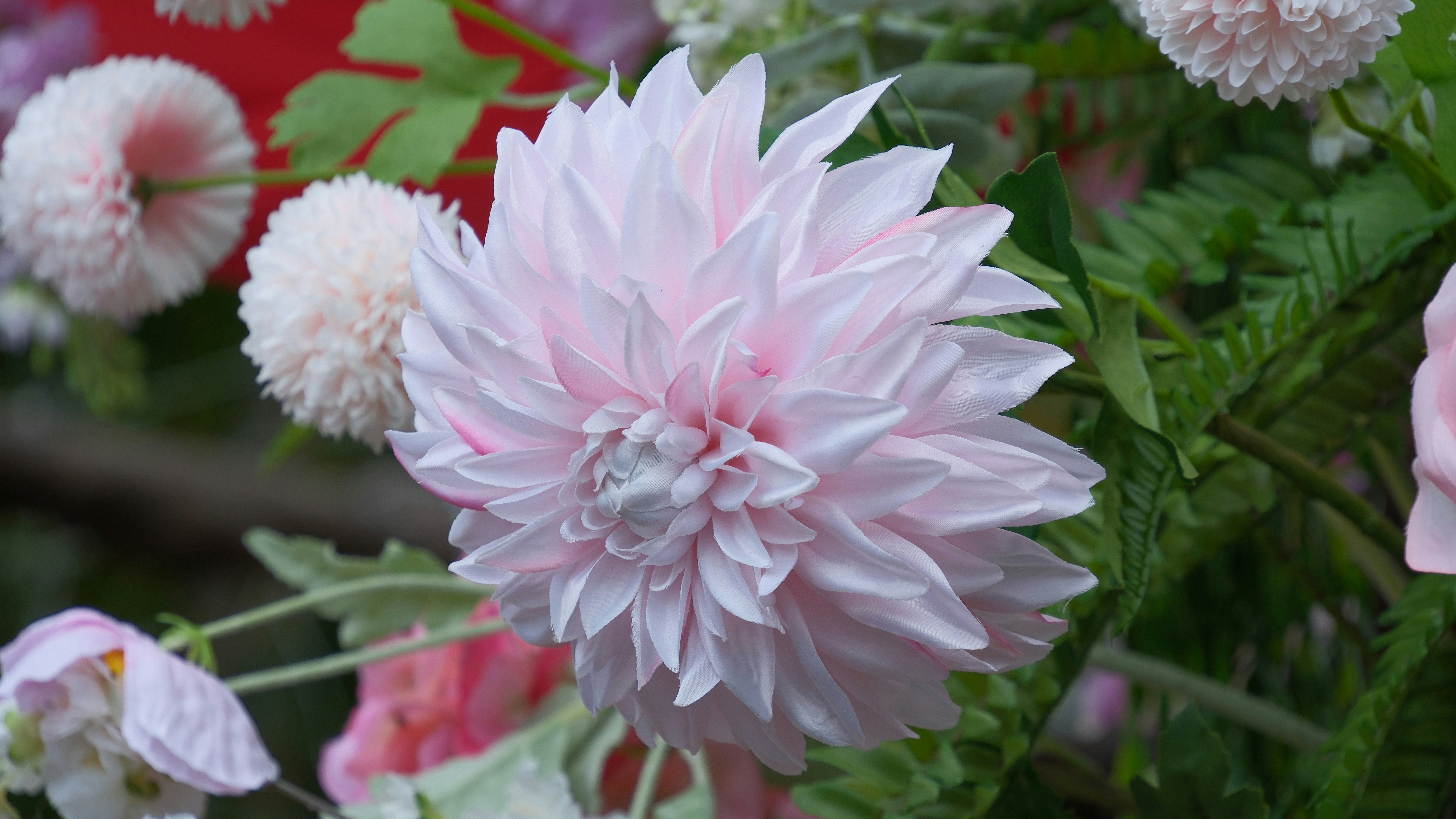 Soft Pink Chrysanthemum Bloom Dominates a Floral Backdrop
