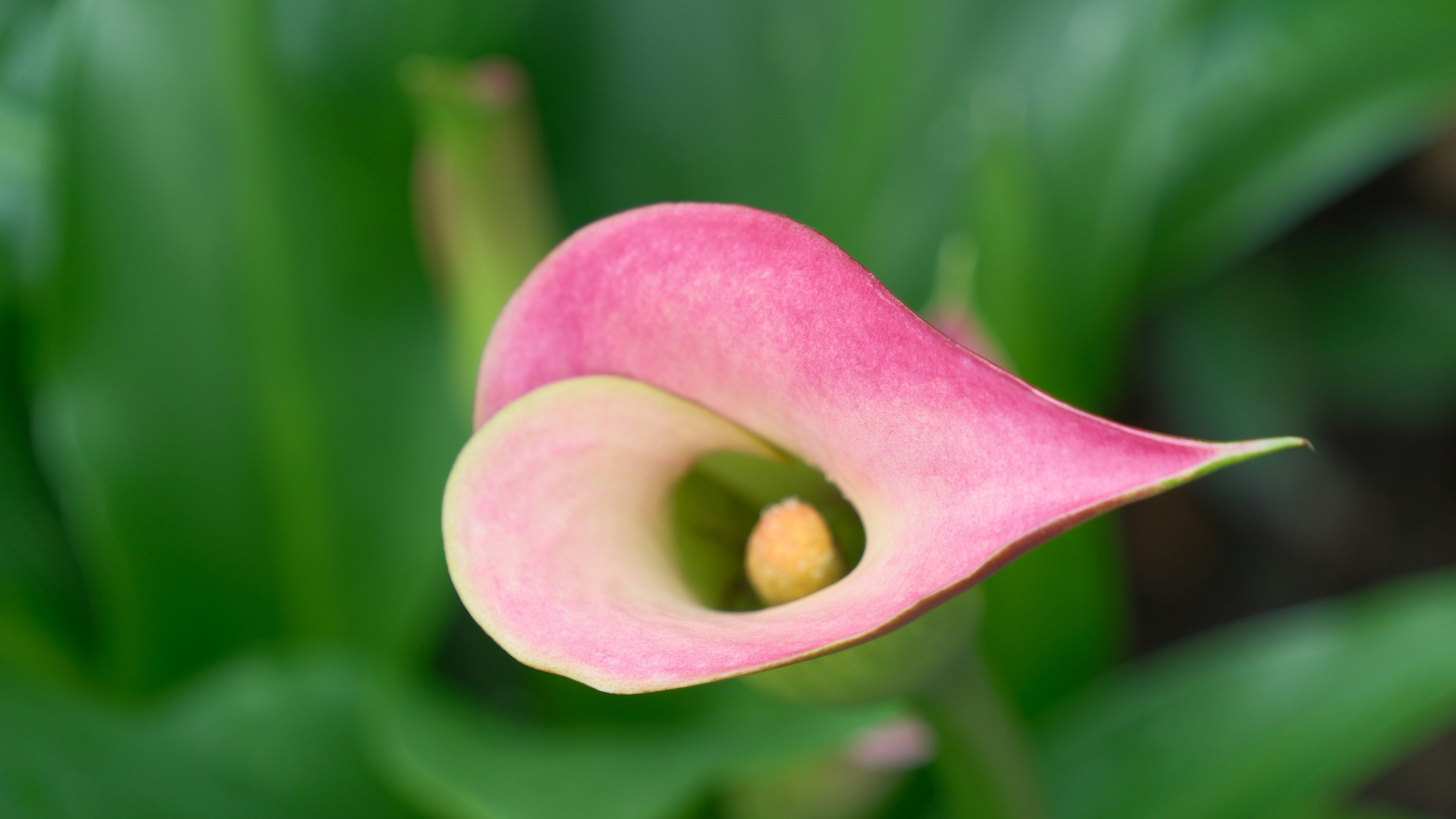 Pink Calla Lily Cup Opened in Soft Focus