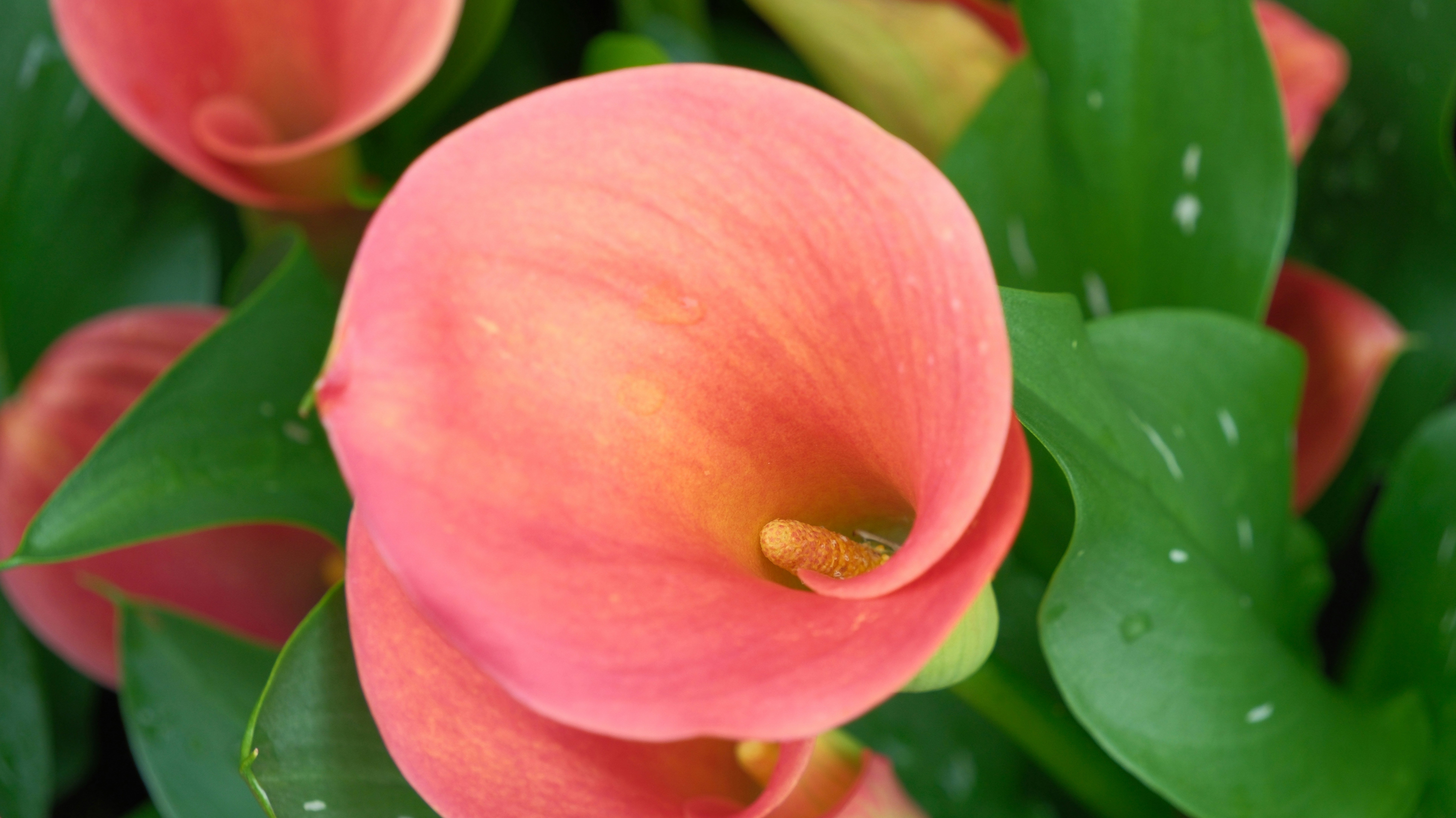 Blooming Coral Cup: a Calla Lily Close-Up