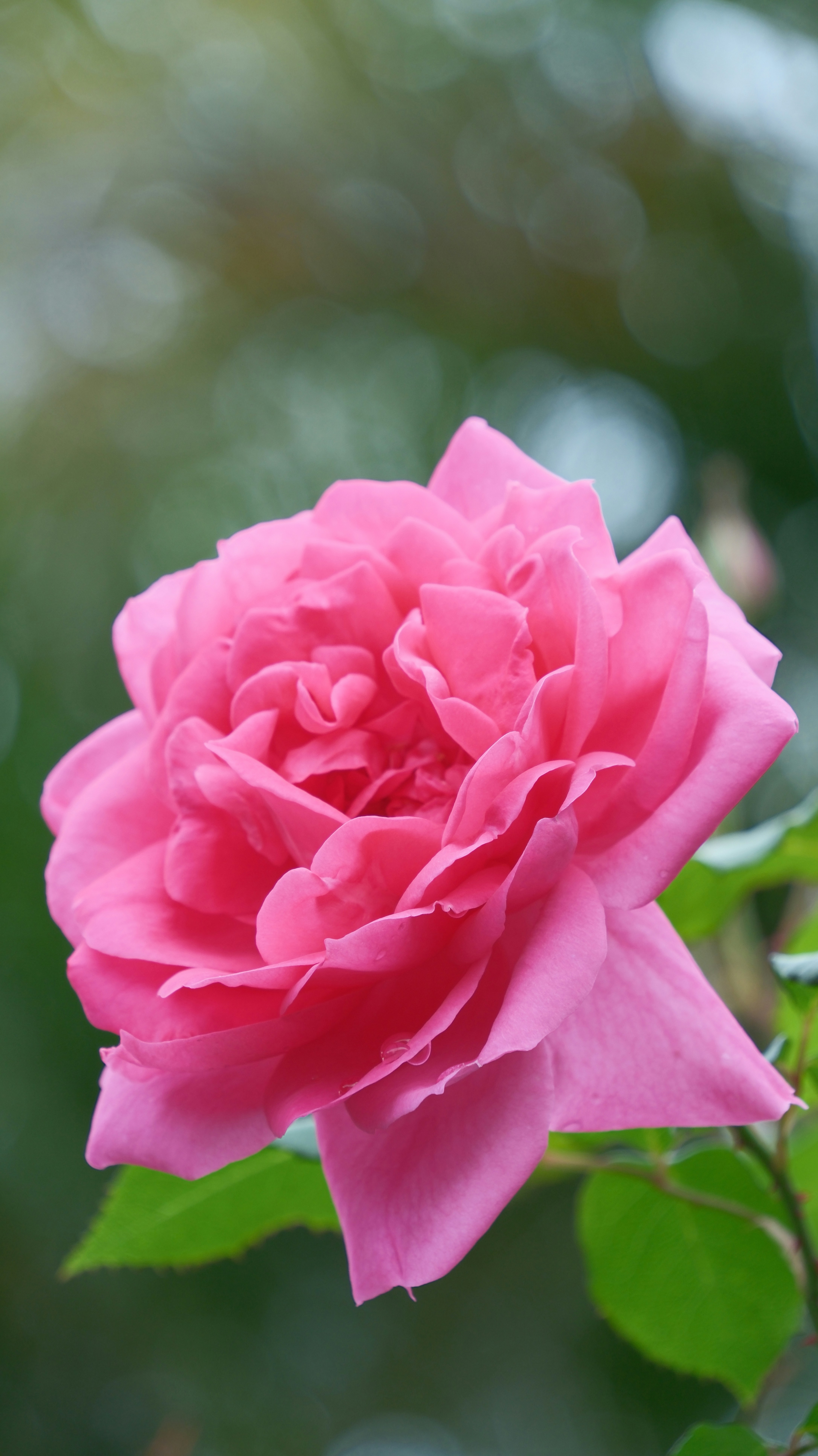 Pink Rose in Soft Focus Garden Glow