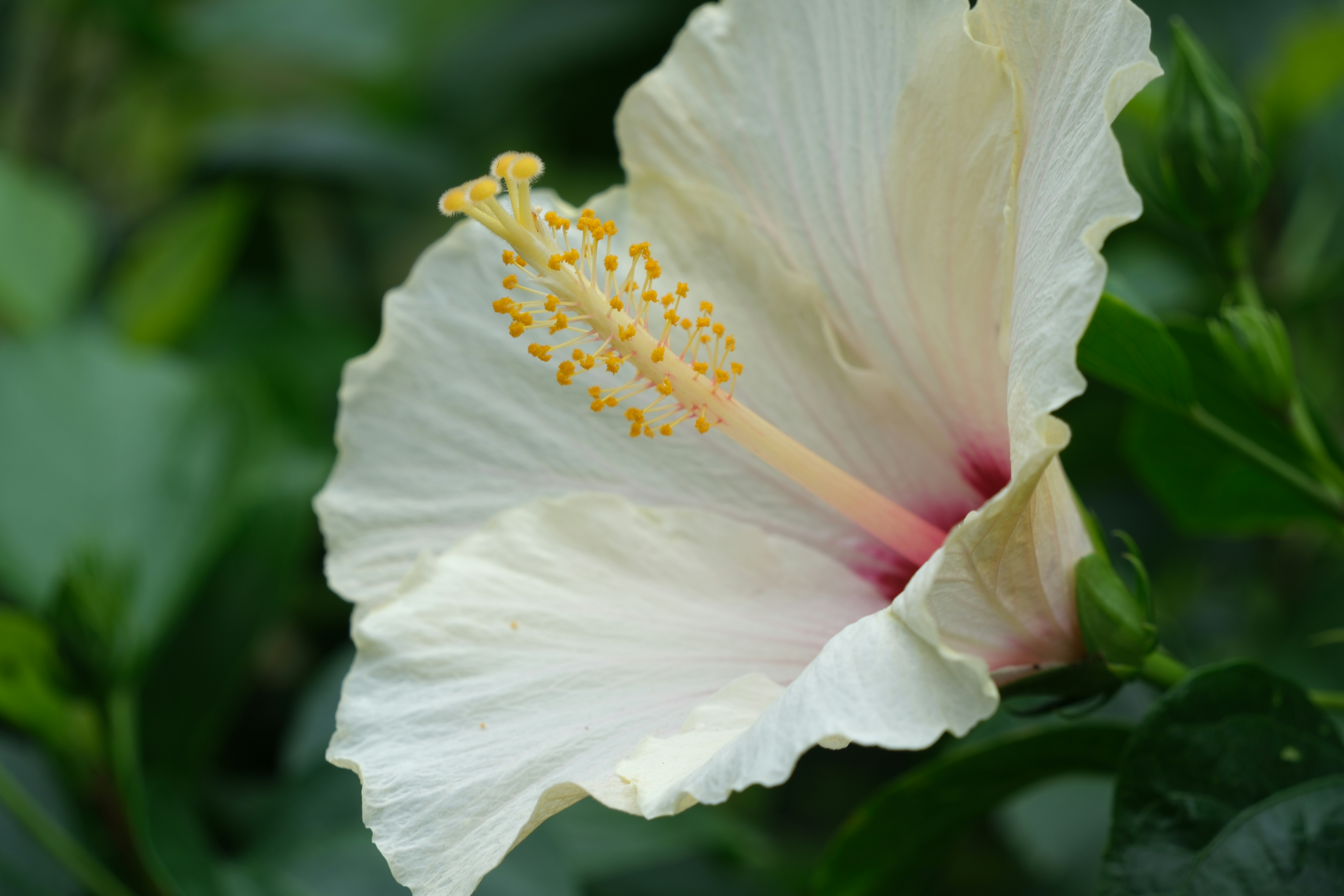 Petal Spotlight: A Close-Up of a Pale Hibiscus Bloom
