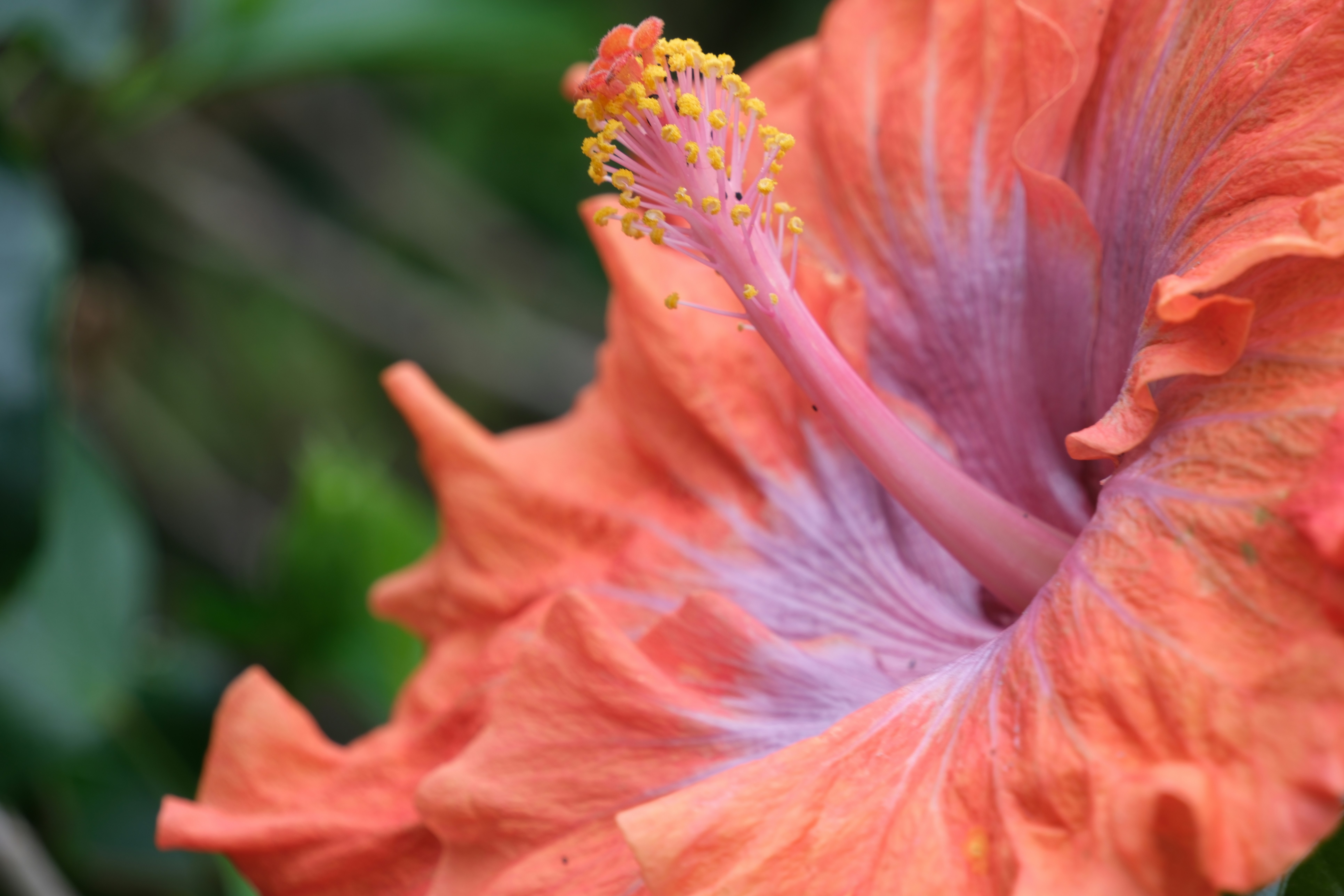 Flame Petal: Close-up of a Hibiscus Stamen and Velvet Petals